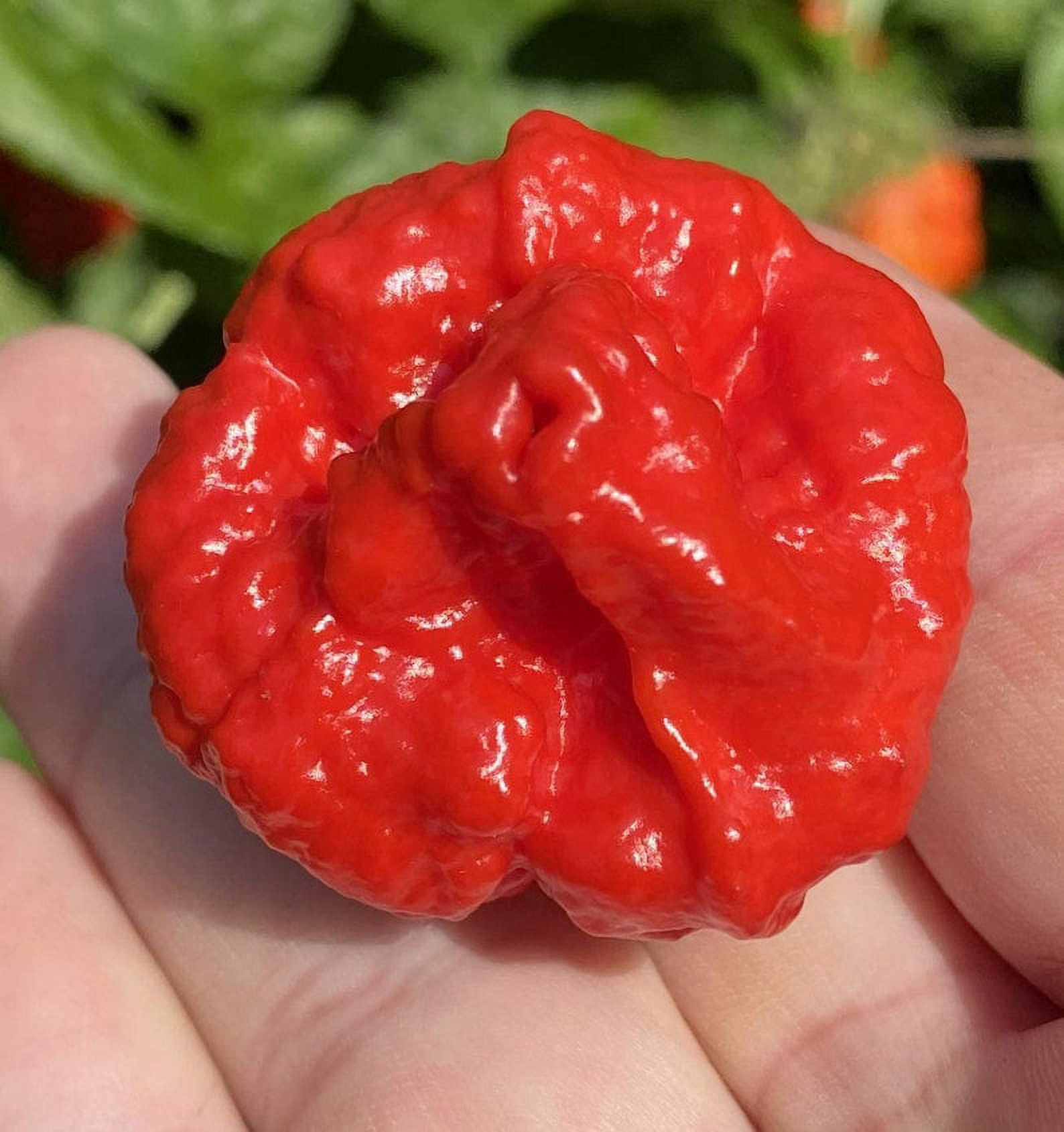Wartryx Ultrahot Red Pepper Premium Seeds Packet Possibly Hottest in ...