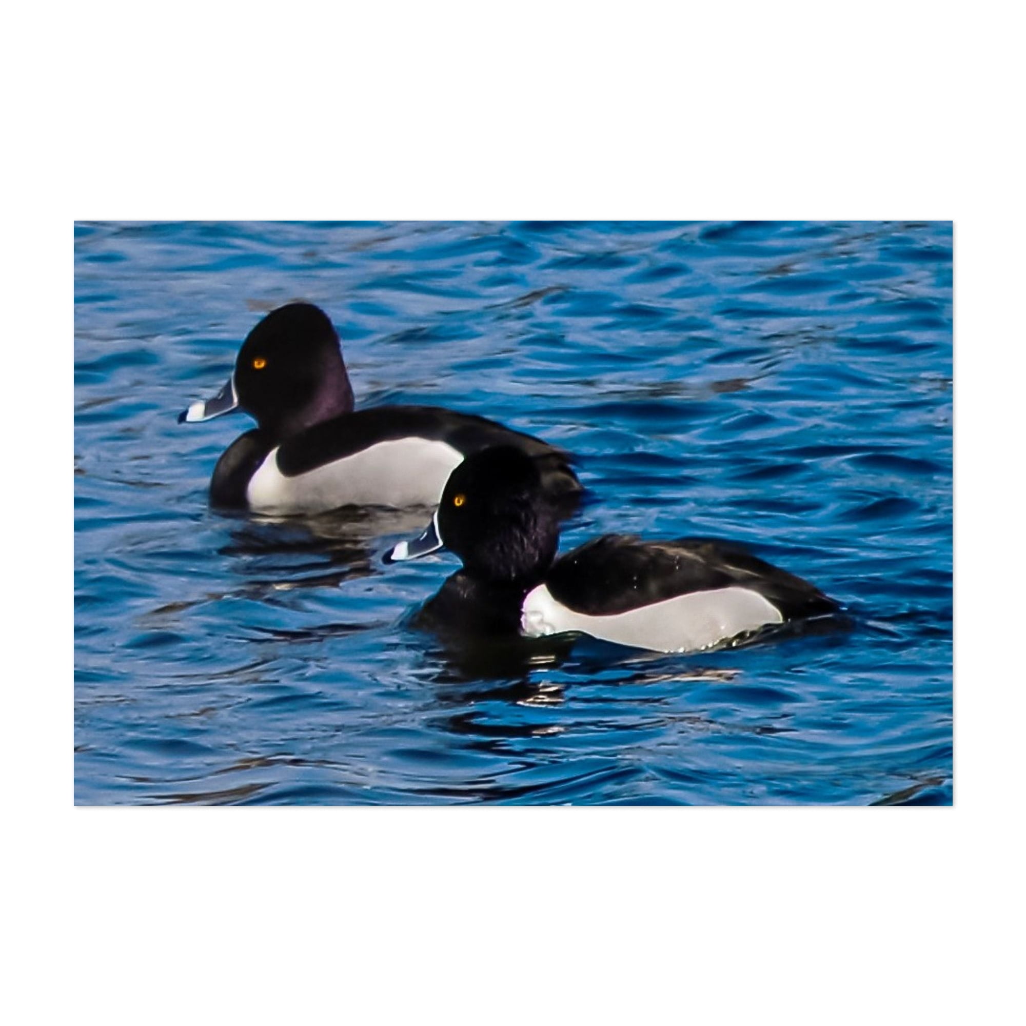 Washington Duo on the Waves Ring-necked Ducks - Ocean Shores Washington ...