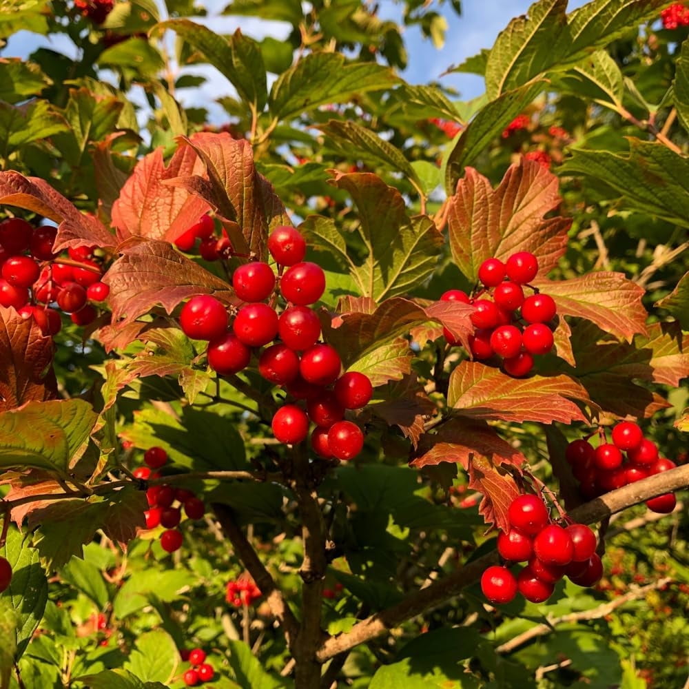 Washington Hawthorn Seedlings for Planting Crataegus phaenopyrum 1 ...