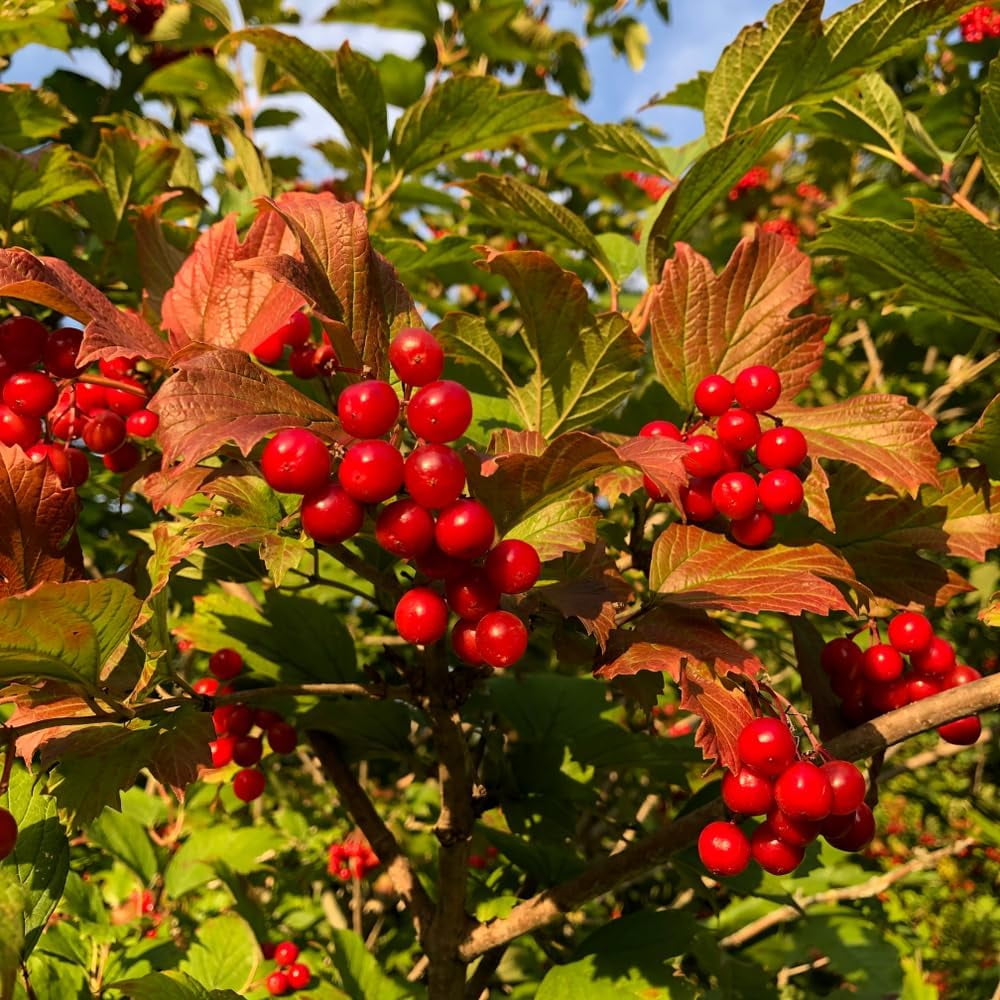 Washington Hawthorn Seedlings for Planting (Crataegus phaenopyrum ...