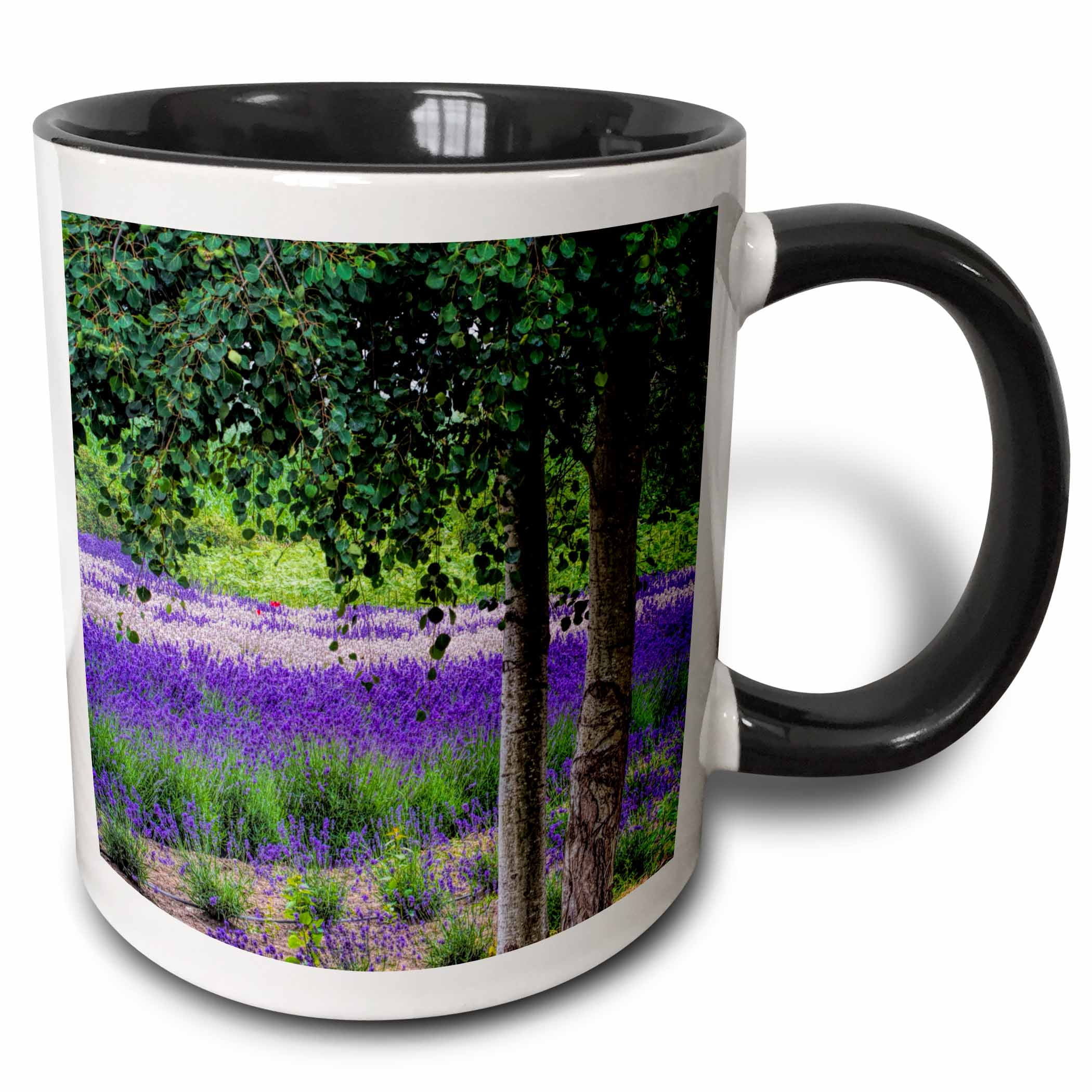 3drose, Washington, Sequim, Lavender Field in Full Boom with Trees ...