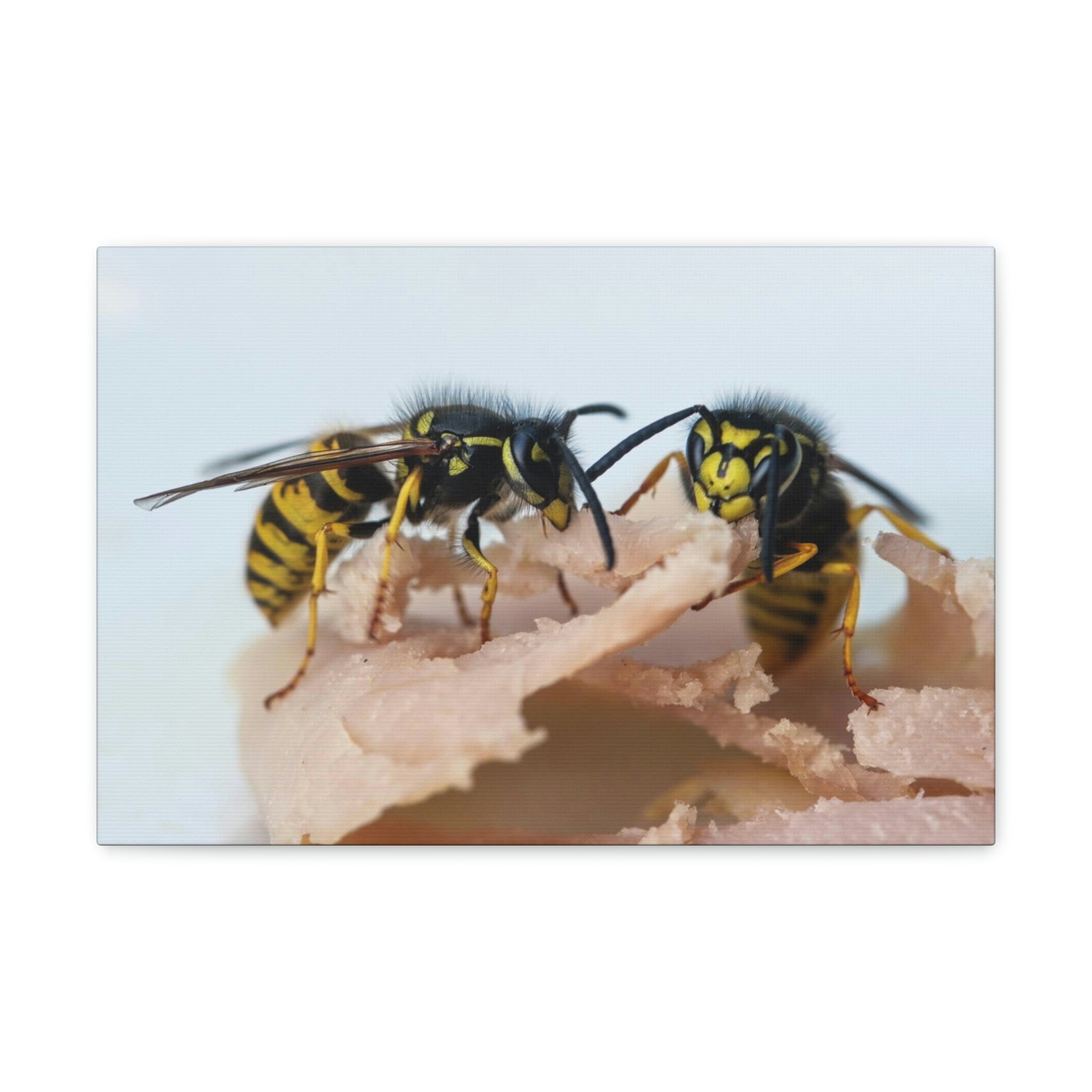Wasp Couple Wasp Couple Print Animal Wall Art Wildlife Canvas Prints ...