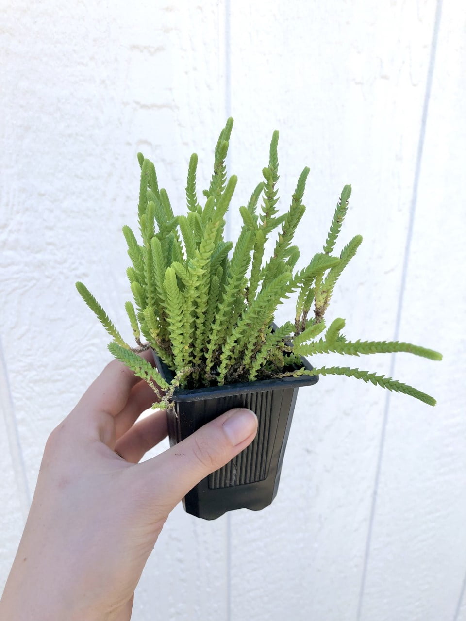 Watch Chain (Crassula Muscosa) 2 inch Potted Succulent by Hand Picked ...