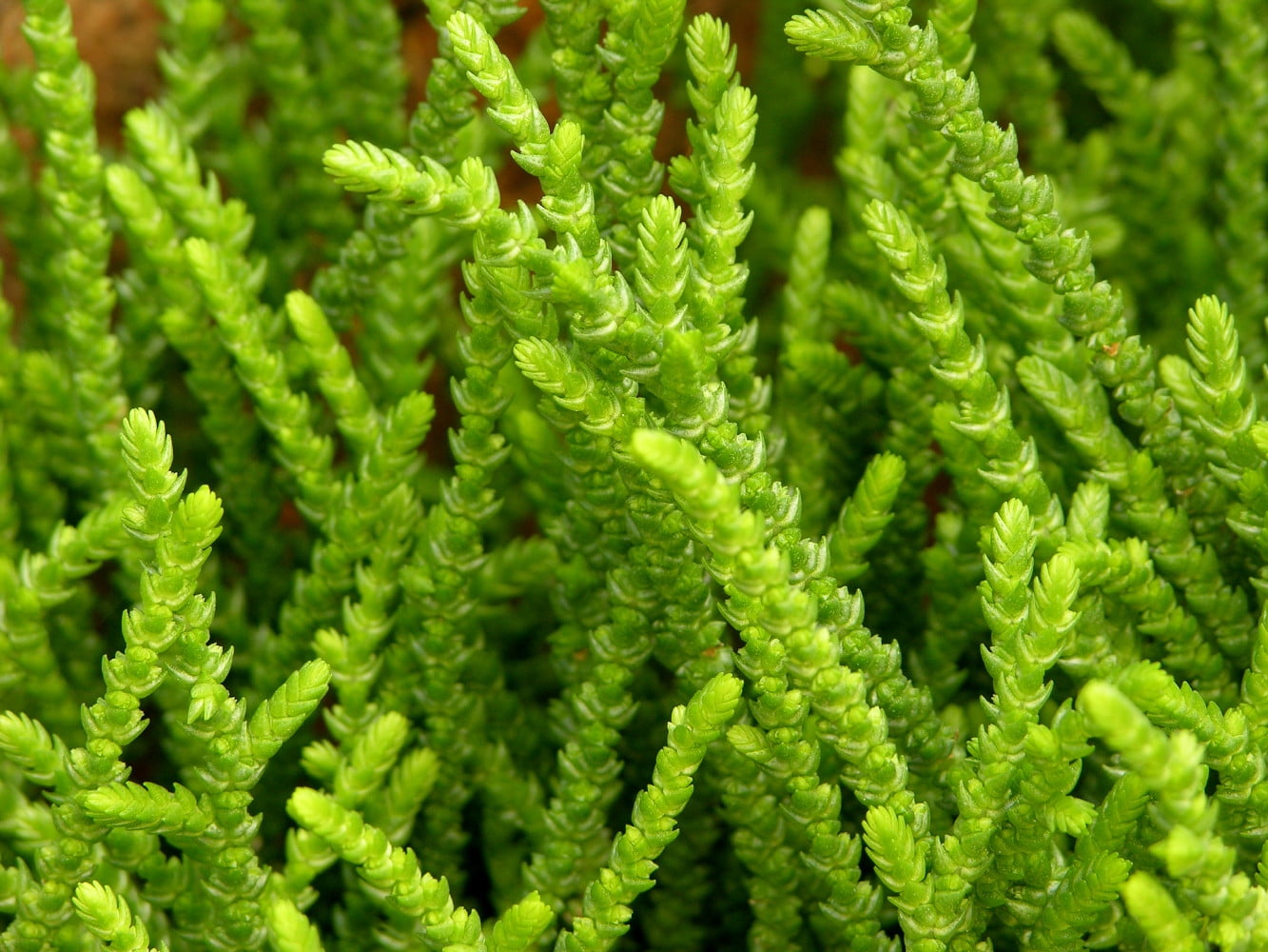 Watch Chain Plant - Princess Pine - Crassula muscosa - 4.5" Pot ...