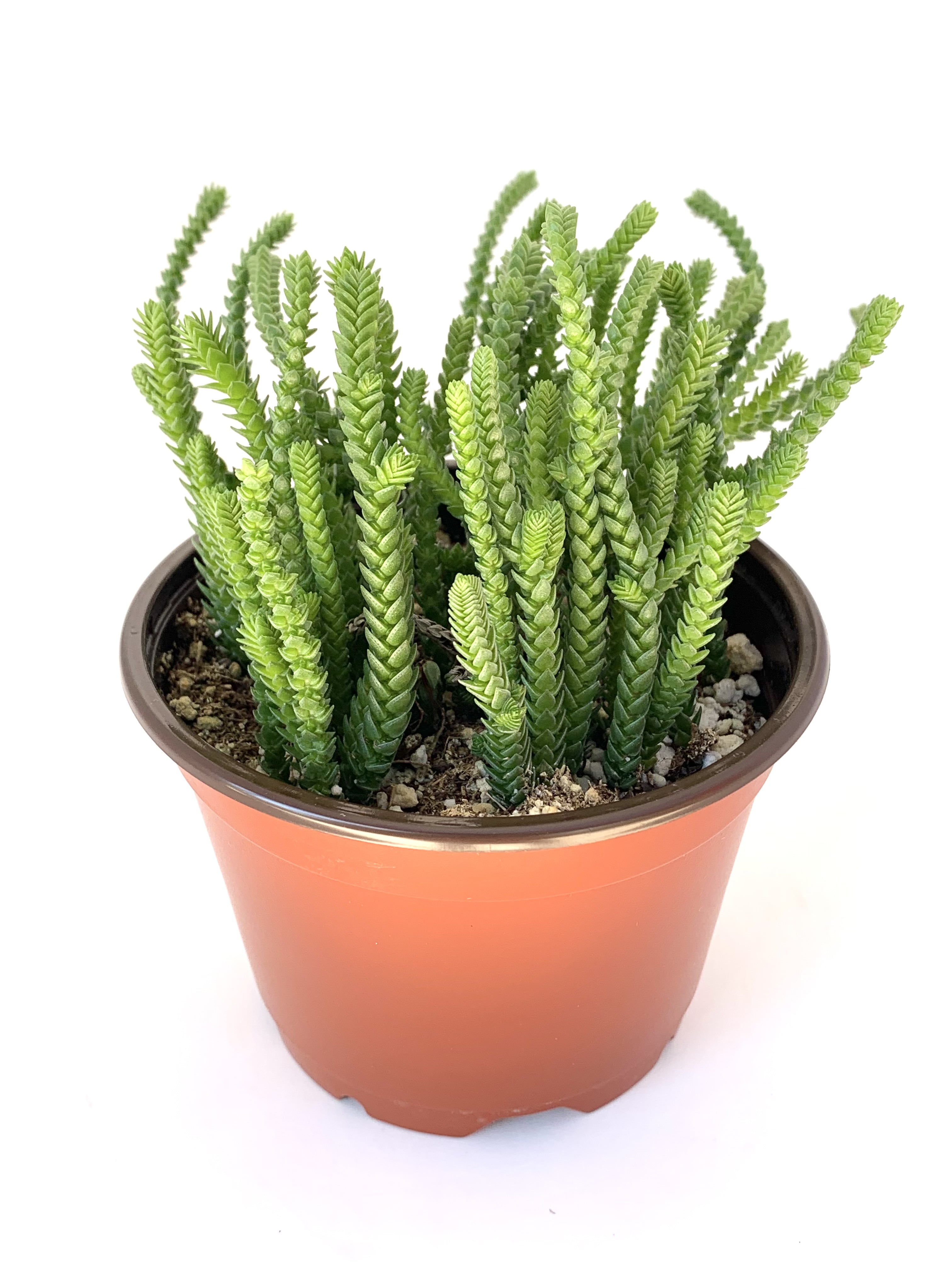 Watch Chain Succulent Crassula Muscosa Live Potted Succulents ...