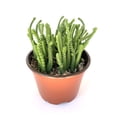 Watch Chain Succulent Crassula Muscosa Live Potted Succulents ...