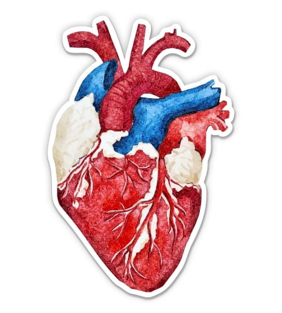 Watecolor Heart Anatomy - 8" Vinyl Sticker - For Car Laptop I-Pad ...