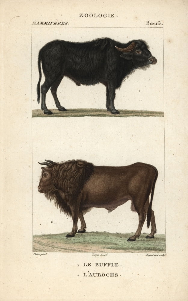 Water Buffalo, Bubalus Bubalis, And Extincta Poster Print By ...