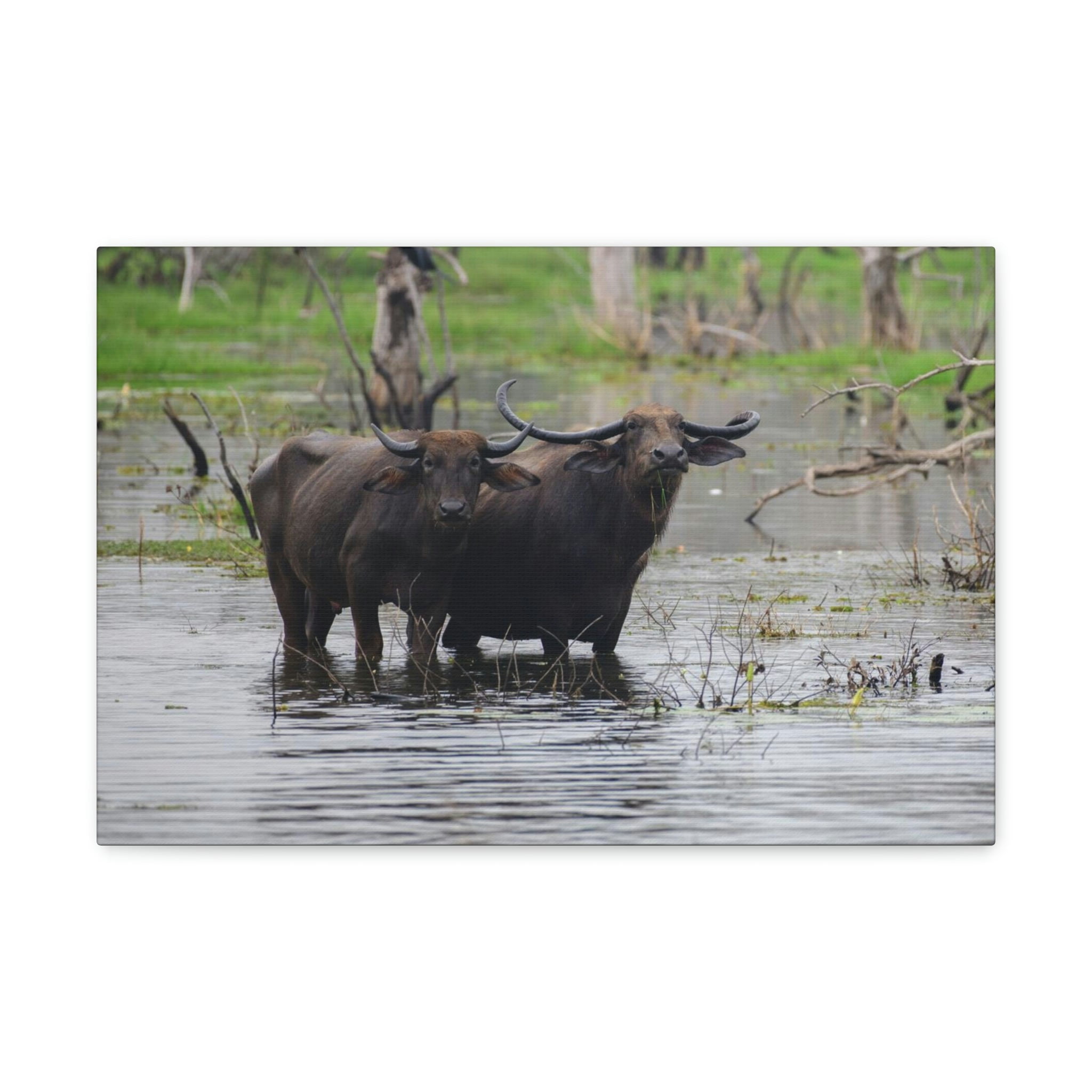 Water Buffalo Couple Water Buffalo Couple Print Animal Wall Art ...
