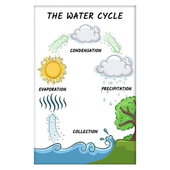 Water Cycle Science Poster Educational Wall Chart for Classroom Decor ...