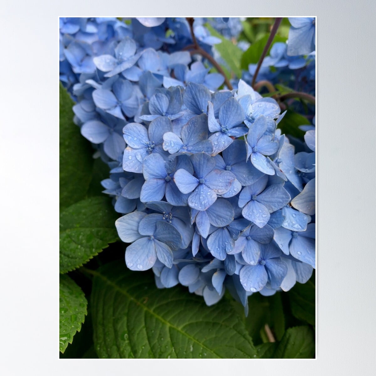 Water Droplet Blue Hydrangea Poster Wall Art, Modern Wall Decor For ...