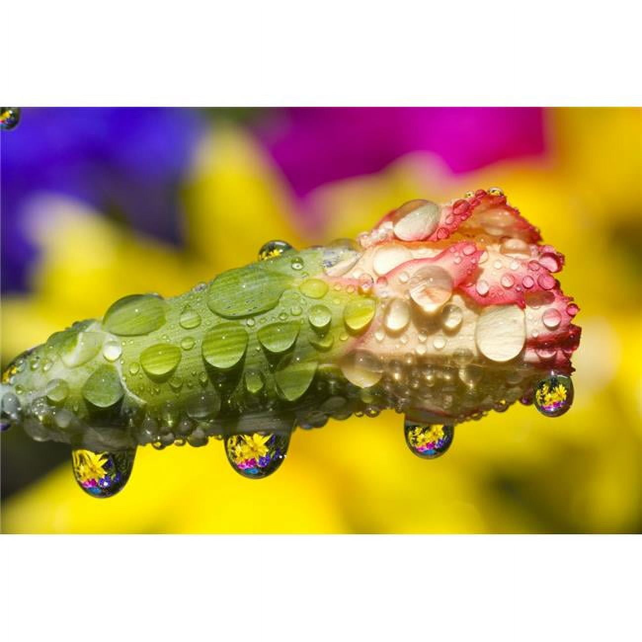 Water Drops On A Budding Flower Poster Print by Craig Tuttle - 34 x 22 ...