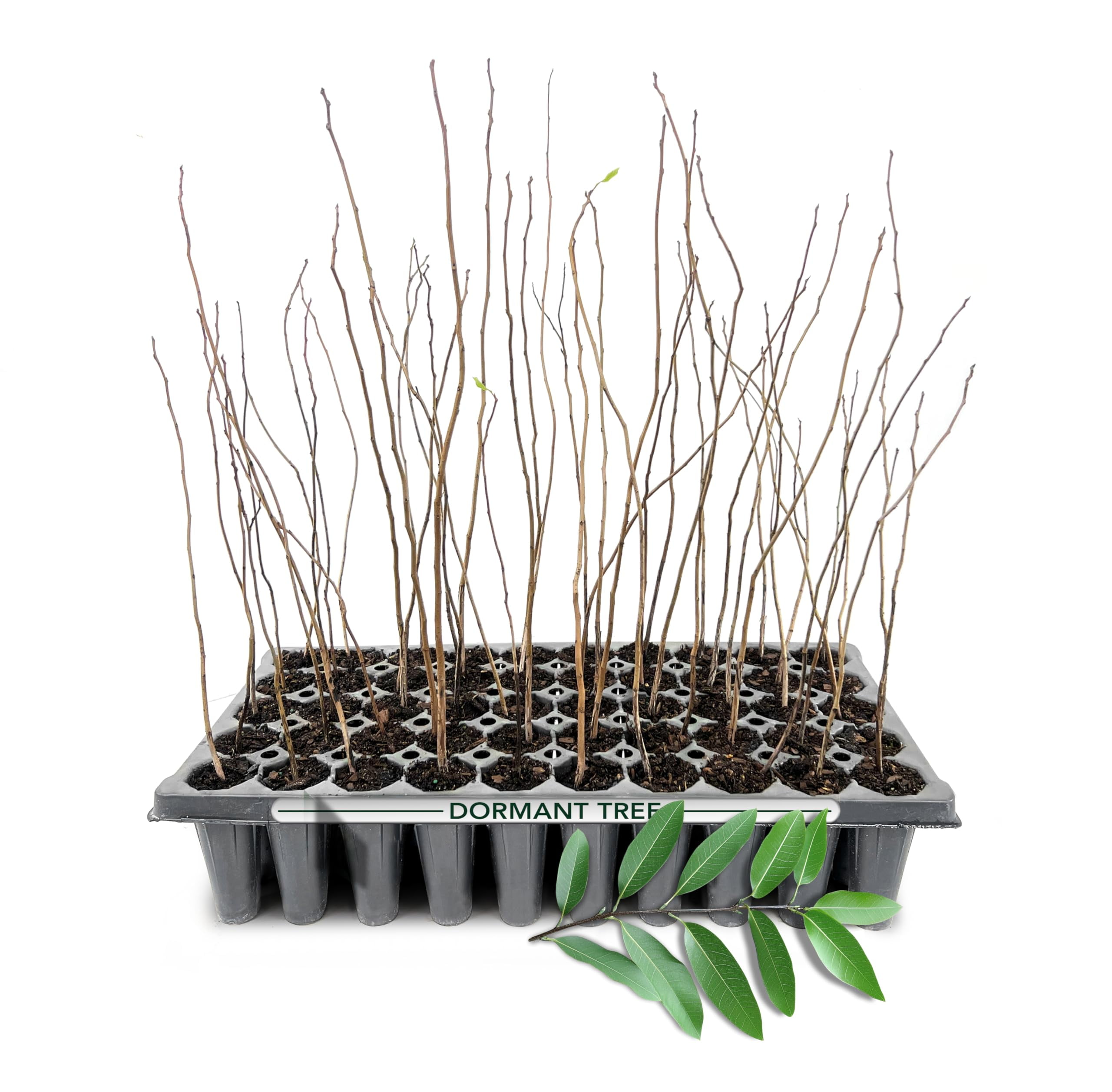 Water Hickory | 40 Live Plants | Carya Aquatica | Fast-Growing Shade ...
