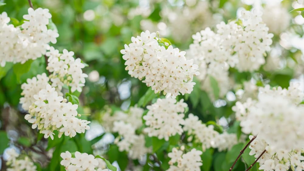 Water Jasmine Tree Seeds for Planting (5 Seeds) - Wrightia religiosa ...