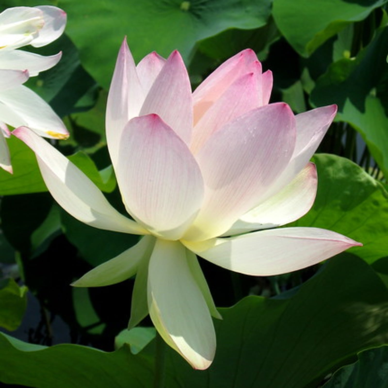 Water Lily Seeds- A Light Fragrance Water Lilies Be Planted At Home For ...