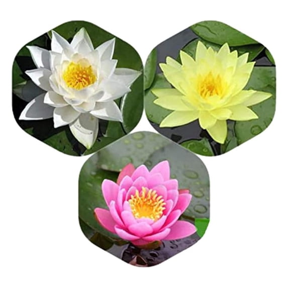 Water Lily Tubers 3 Pack - Live Aquarium Plants, Pond Plants - Nymphaea ...