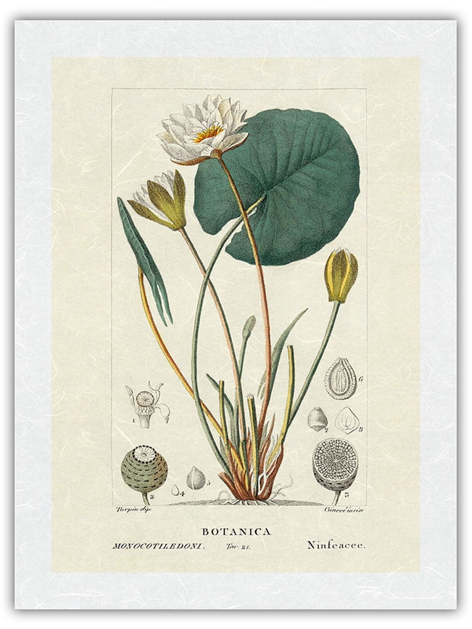 Water Lily - Vintage Botanical Illustration by Pierre Jean François ...