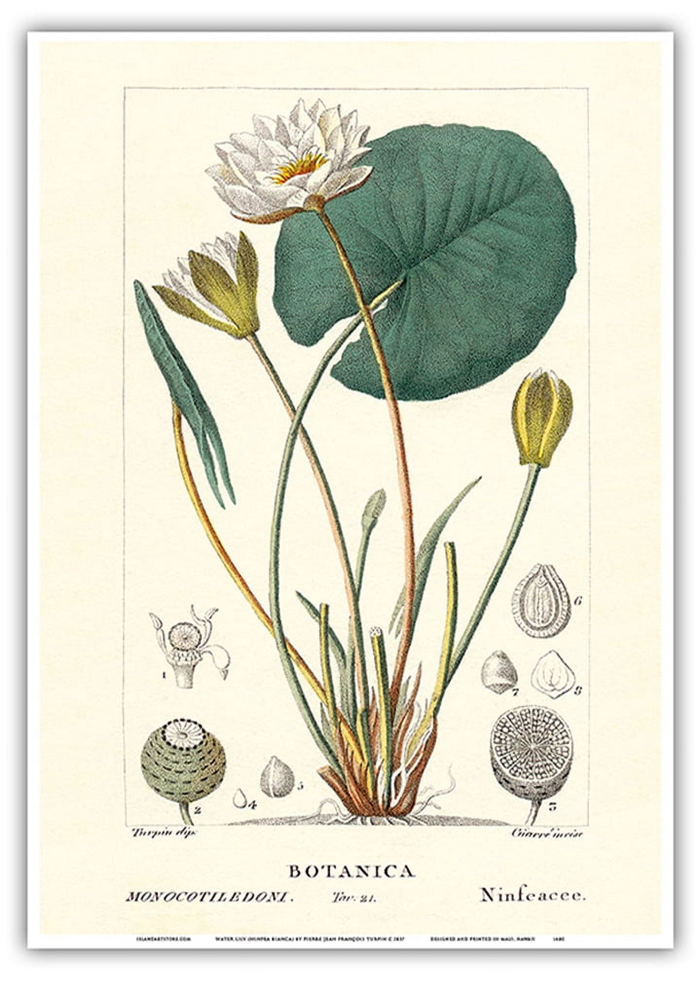 Water Lily - Vintage Botanical Illustration by Pierre Jean François ...