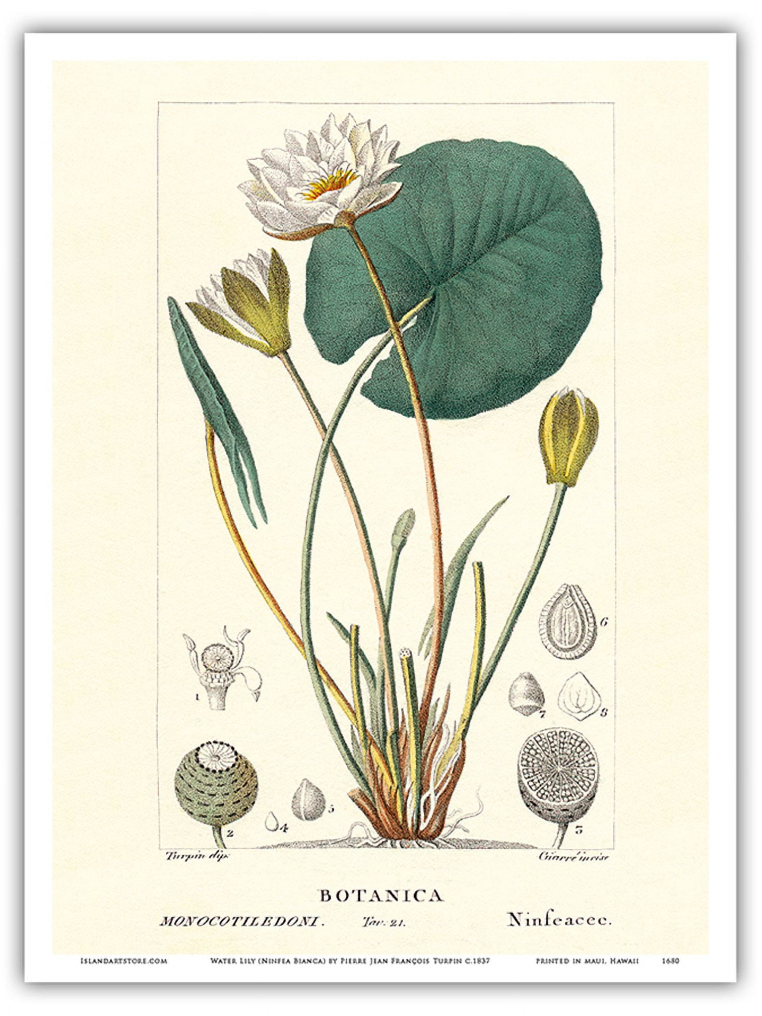 Water Lily - Vintage Botanical Illustration by Pierre Jean François ...