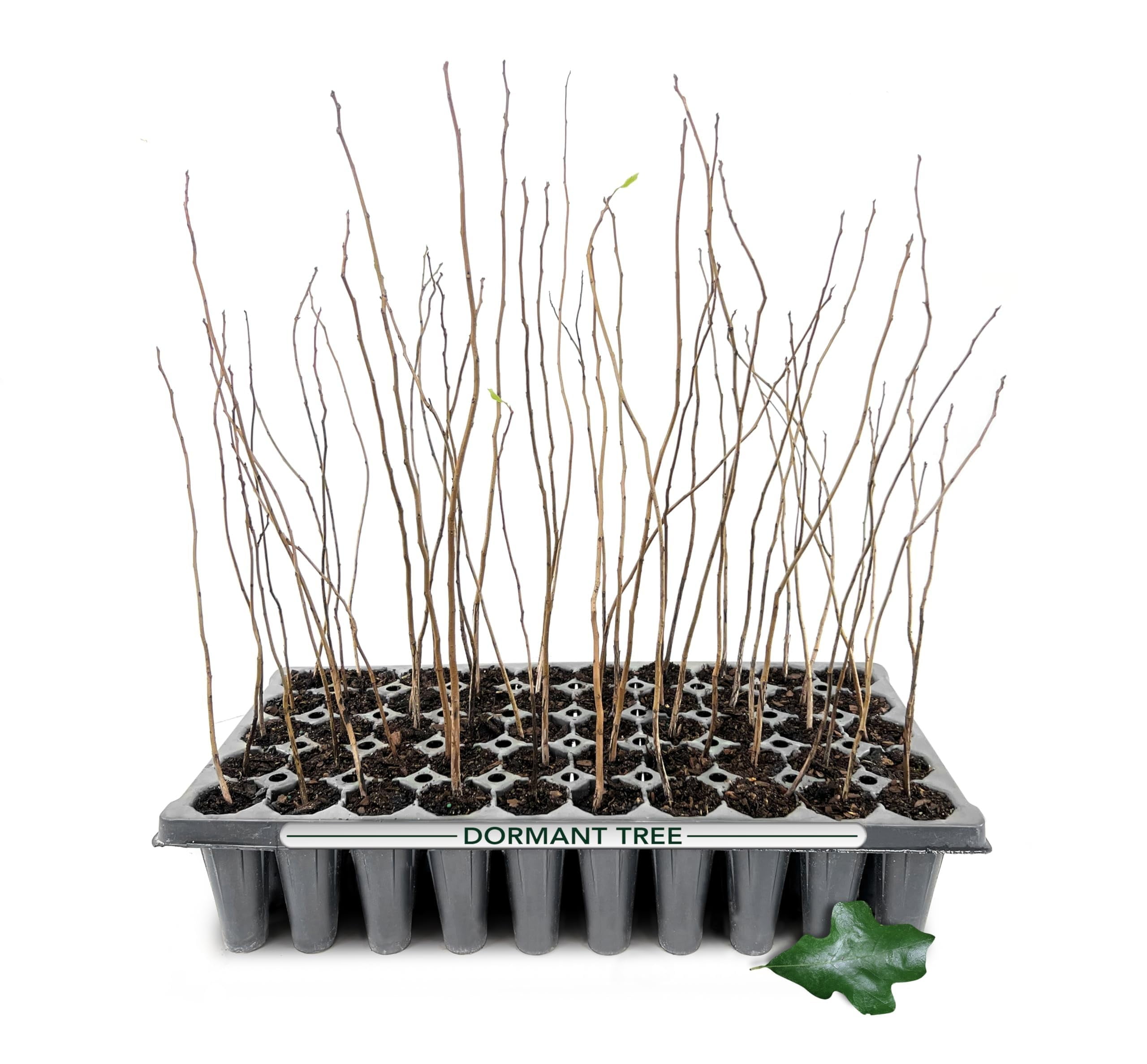 Water Oak Tree | 10 Live Plants | Quercus Nigra | Fast-Growing Shade ...