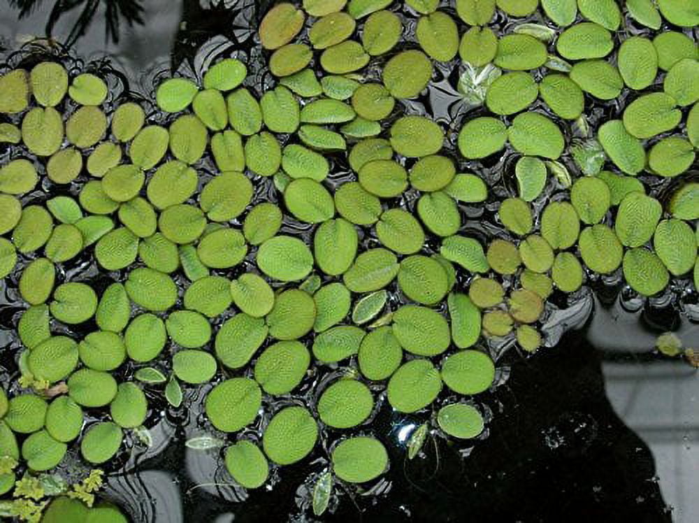 Water Spangles - Salvinia Minima - ~ Floating Live Plants for Aquariums ...
