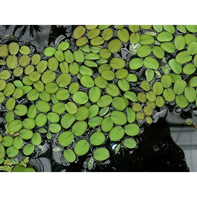 Water Spangles - Salvinia Minima - ~ Floating Live Plants for Aquariums ...
