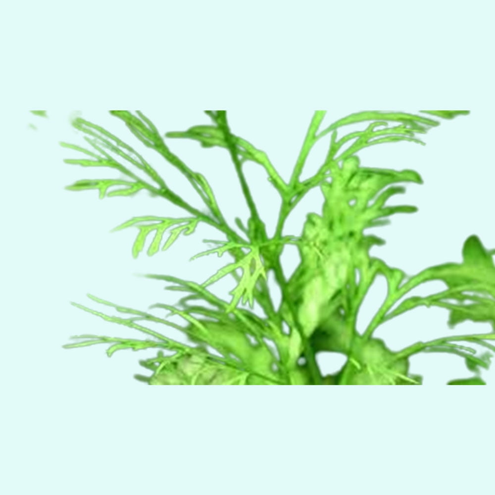 Water Sprite Lace Leaf Ceratopteris Thalictroide Medium Live Aquarium ...