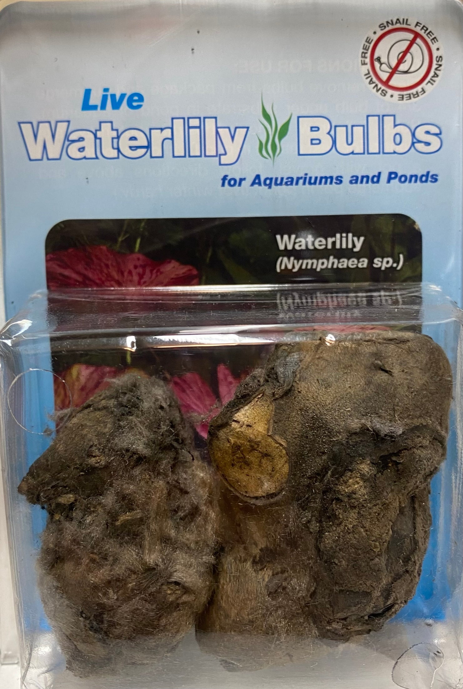 WaterLily bulbs(Green Tiger Lotus) - Walmart.com
