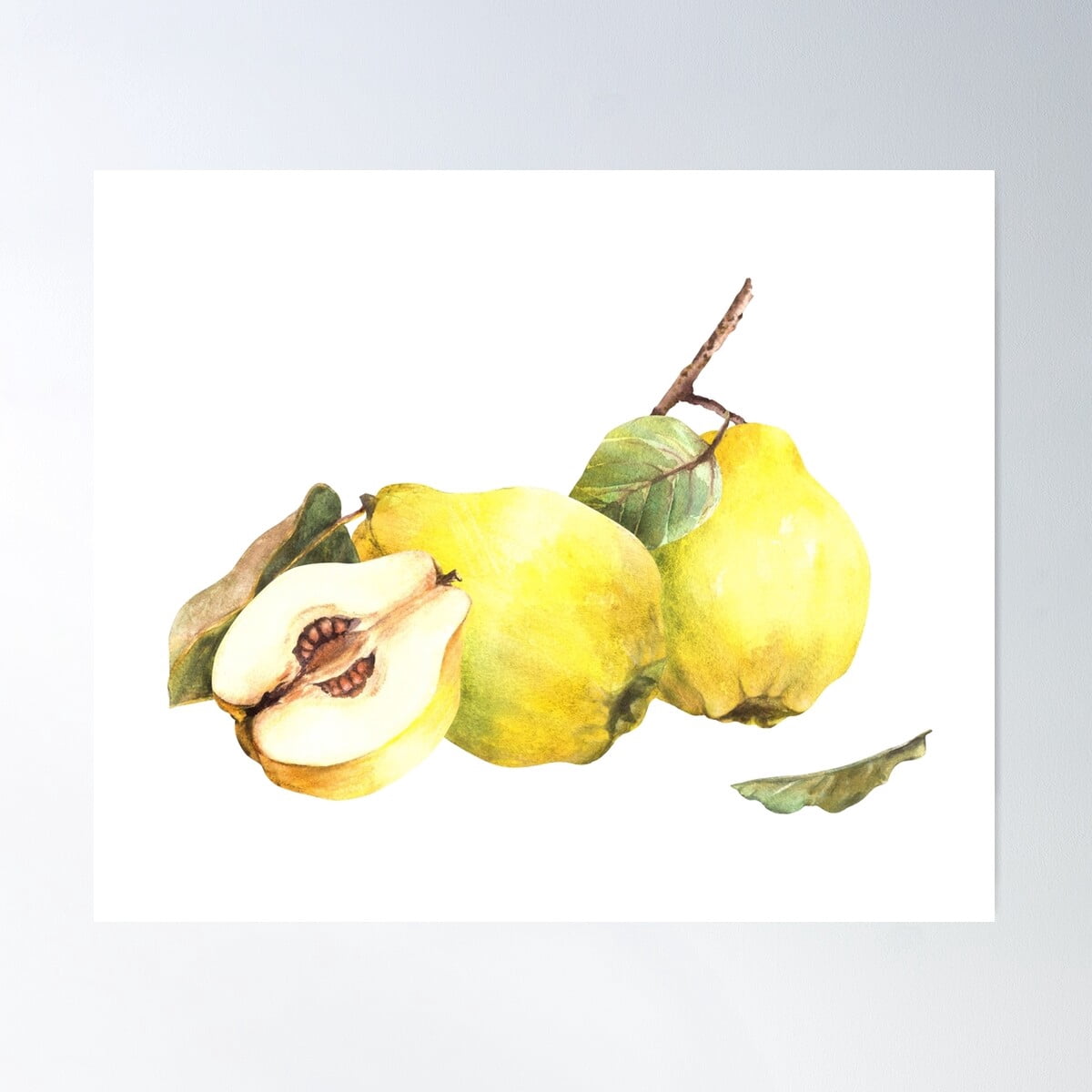 Watercolor Hand Drawn Composition Of Whole And Cut Quince Fruits With ...