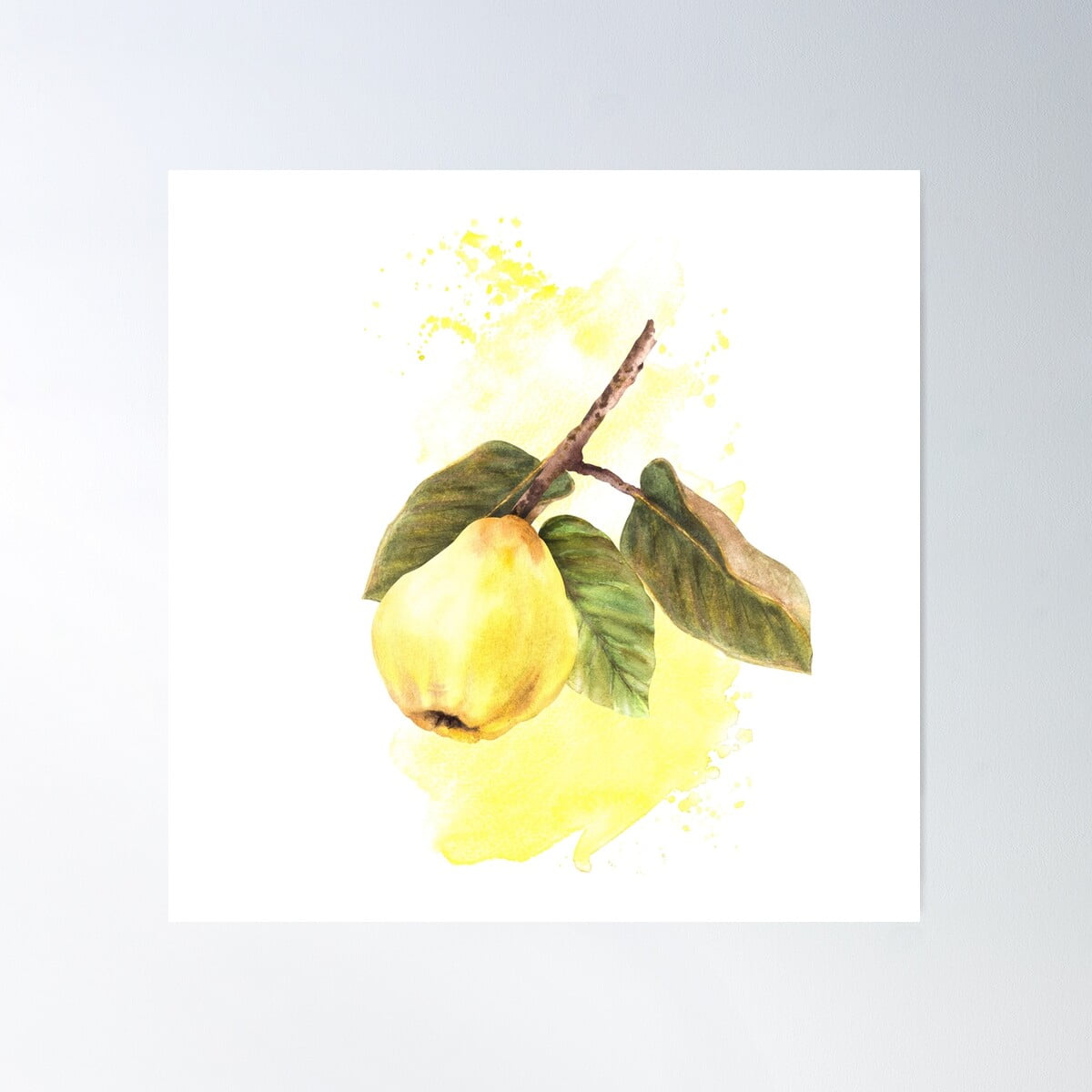 Watercolor Hand Drawn Composition Yellow Ripe Quince Fruit, Leaves ...