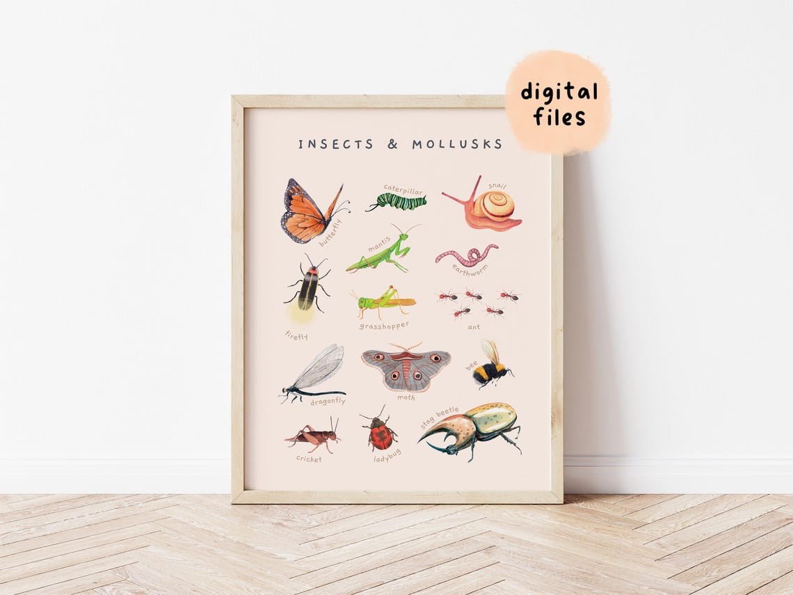 Watercolor Insects & Mollusks Educational Poster, Hand-Painted Animal ...
