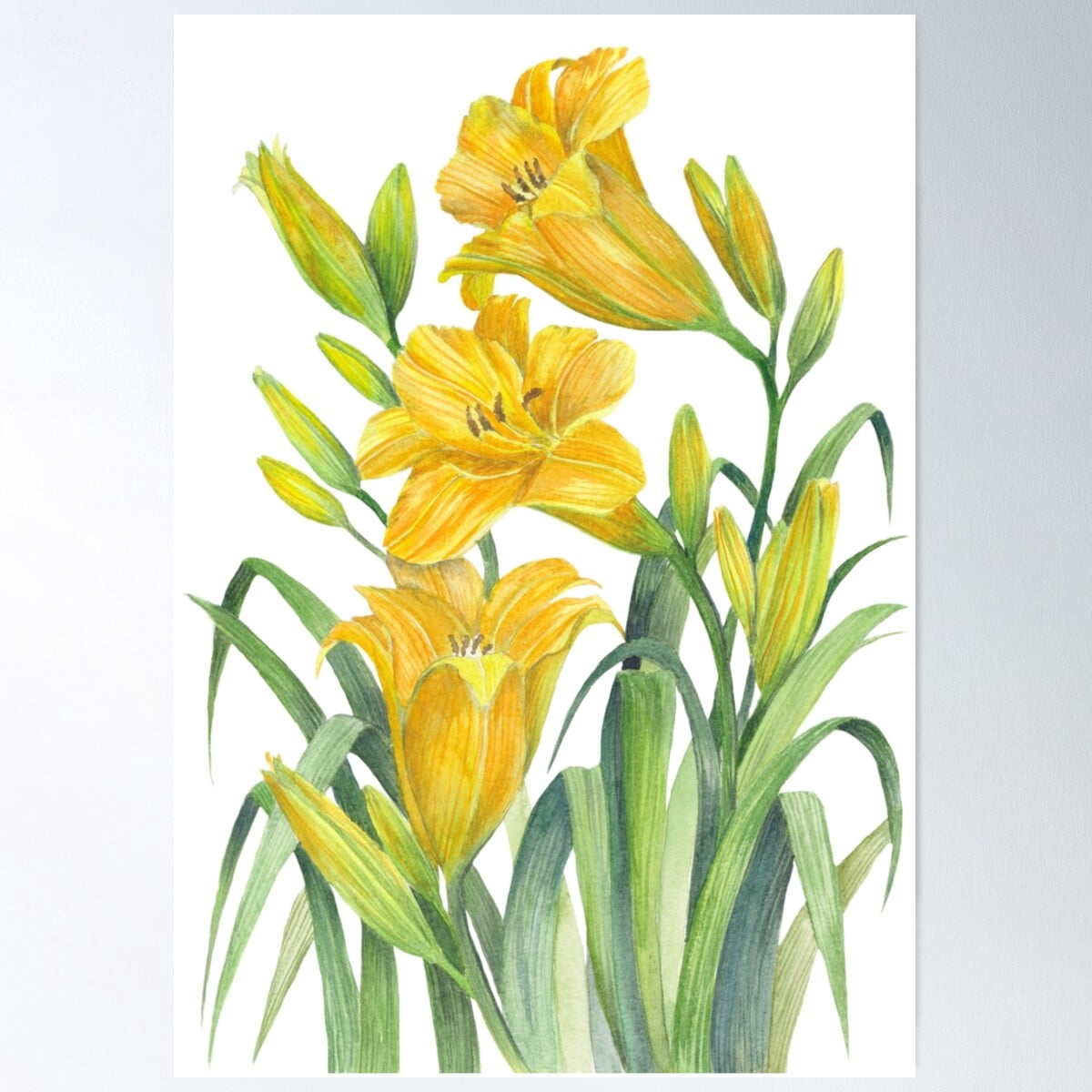 Watercolor Yellow Day Lilies Botanical Illustration Poster Wall Art ...