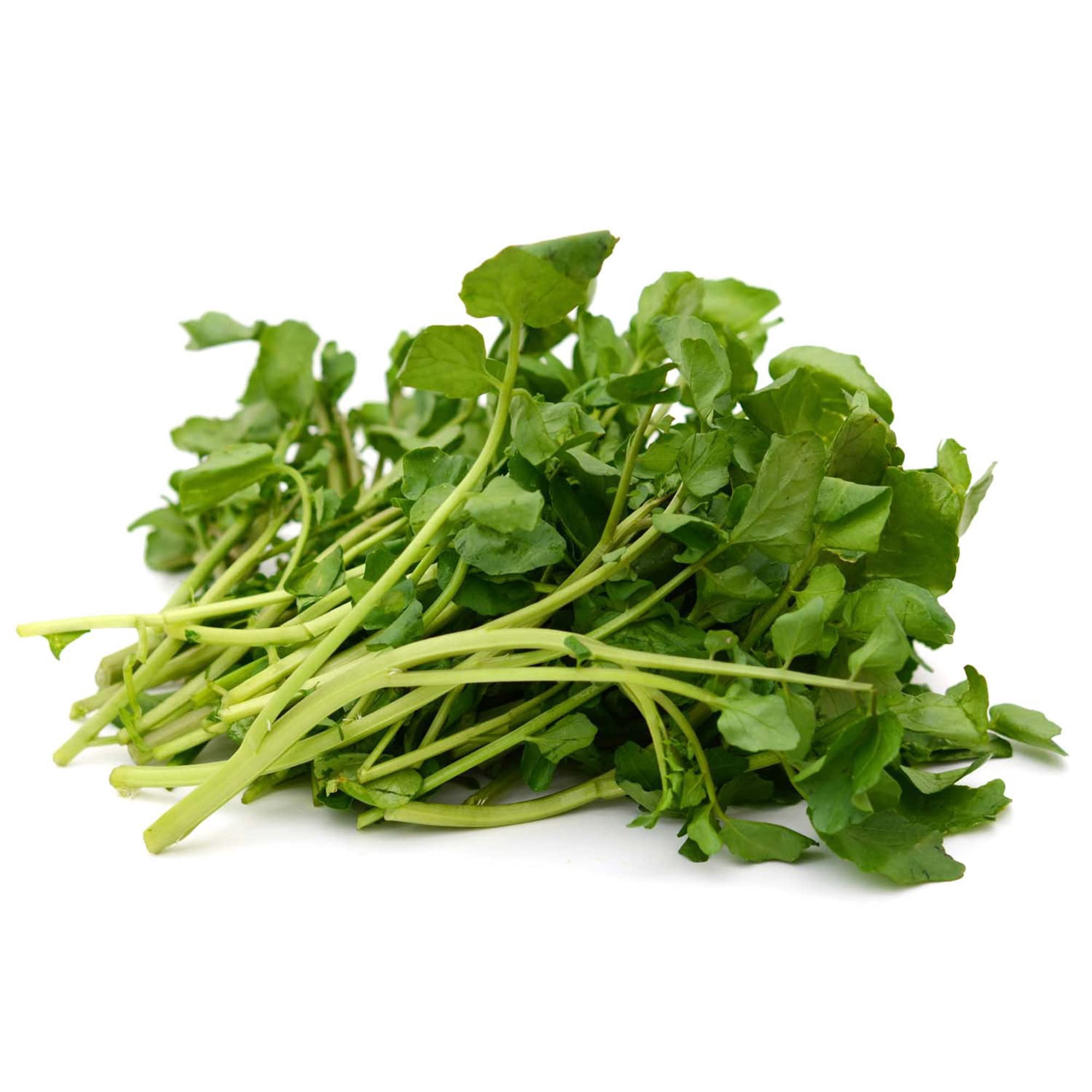 Watercress Seeds Nasturtium TWE5 Officinale Fast Growing Crisp Texture ...
