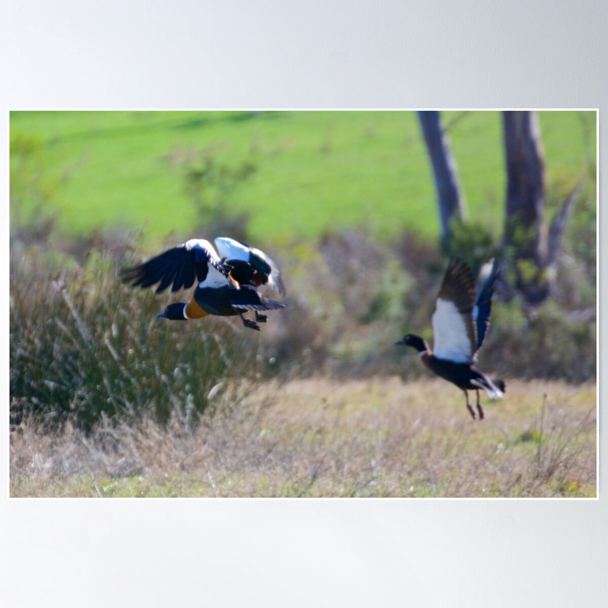 Waterfowl ~ Australian Shelduck 5Gtvmfnz By David Irwin Poster Wall Art ...