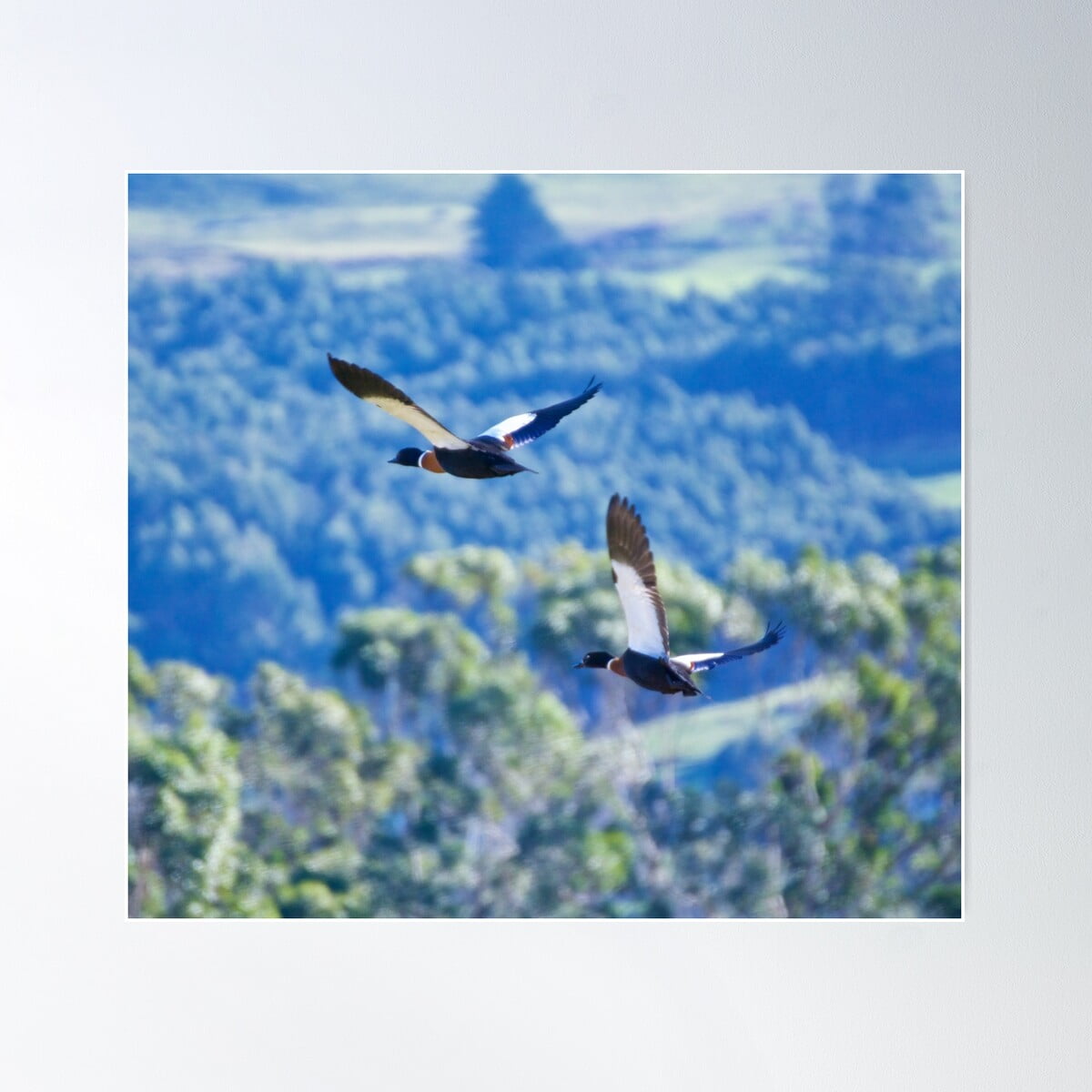 Waterfowl ~ Australian Shelduck 78Wc86Ge By David Irwin Poster Wall Art ...