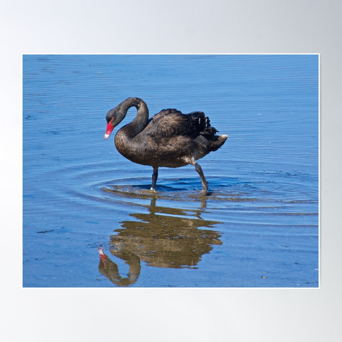 Waterfowl ~ Black Swan 2M8Ty8Bh By David Irwin Poster Wall Art, Modern ...