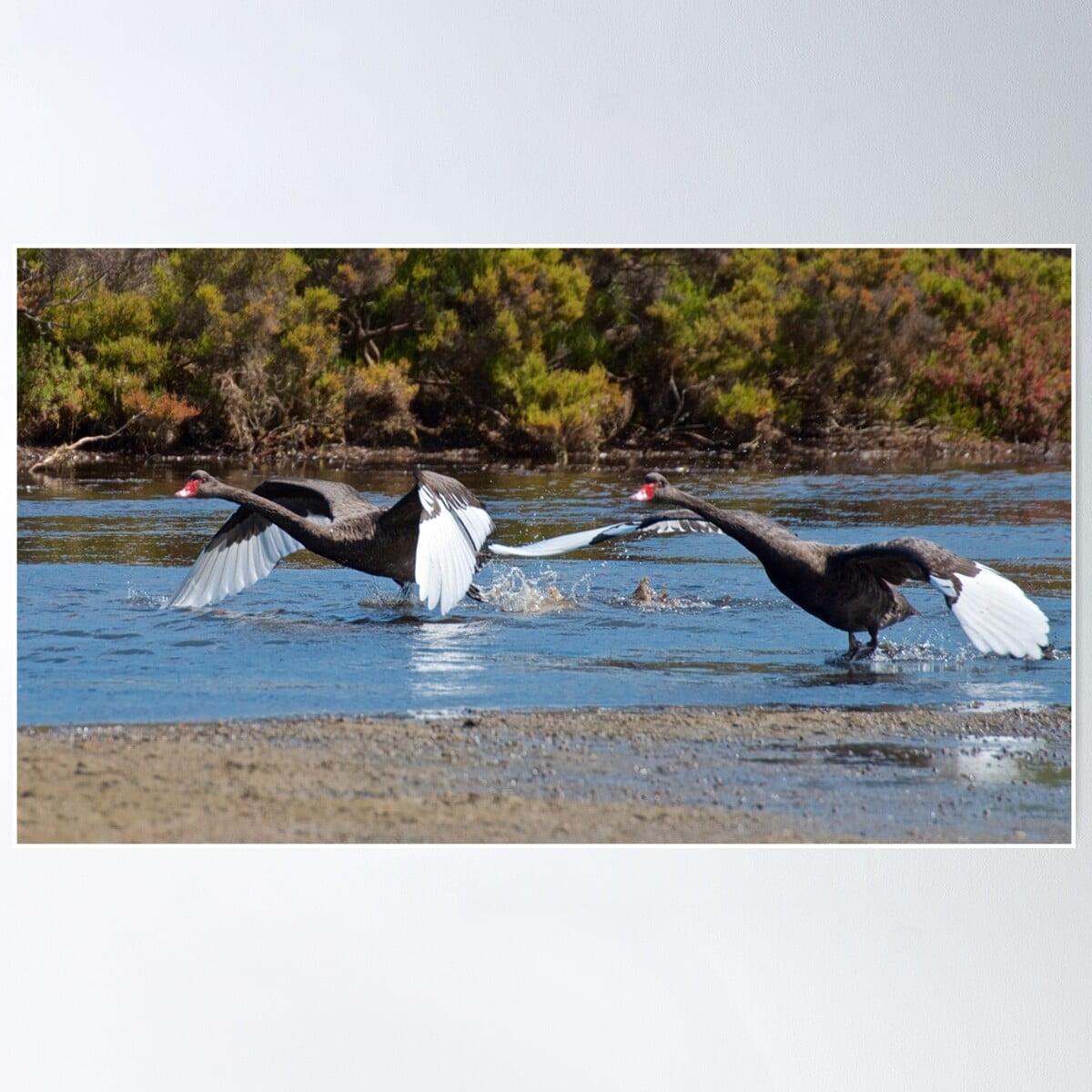 Waterfowl ~ Black Swan B5F9Larh By David Irwin Poster Wall Art, Modern ...