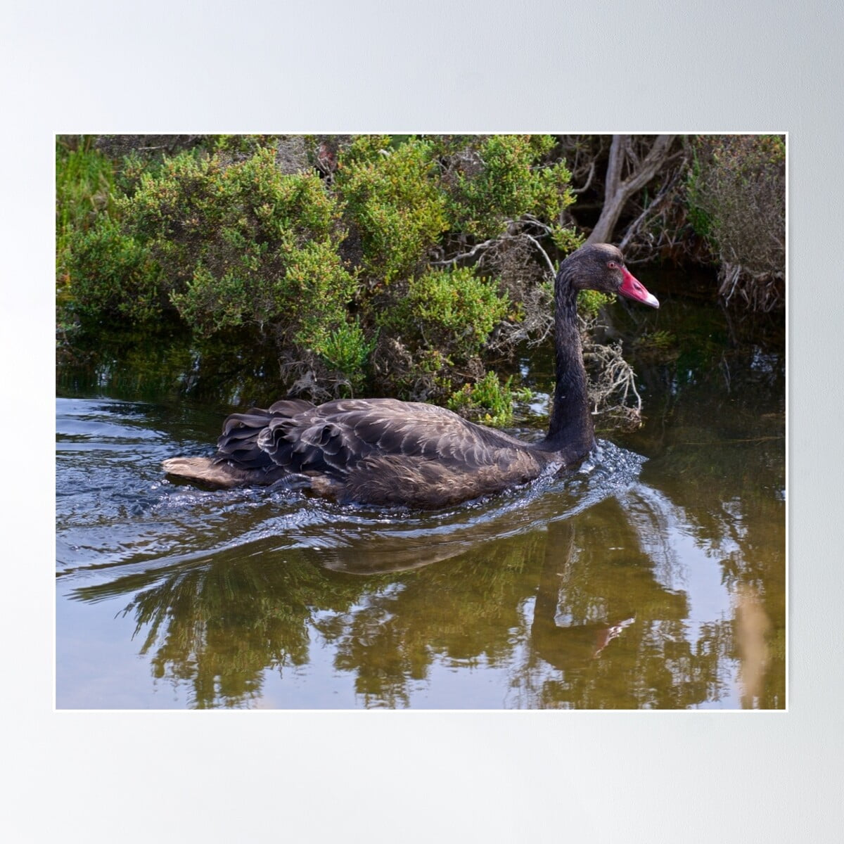 Waterfowl ~ Black Swan Hzcwbmkg By David Irwin Poster Wall Art, Modern ...