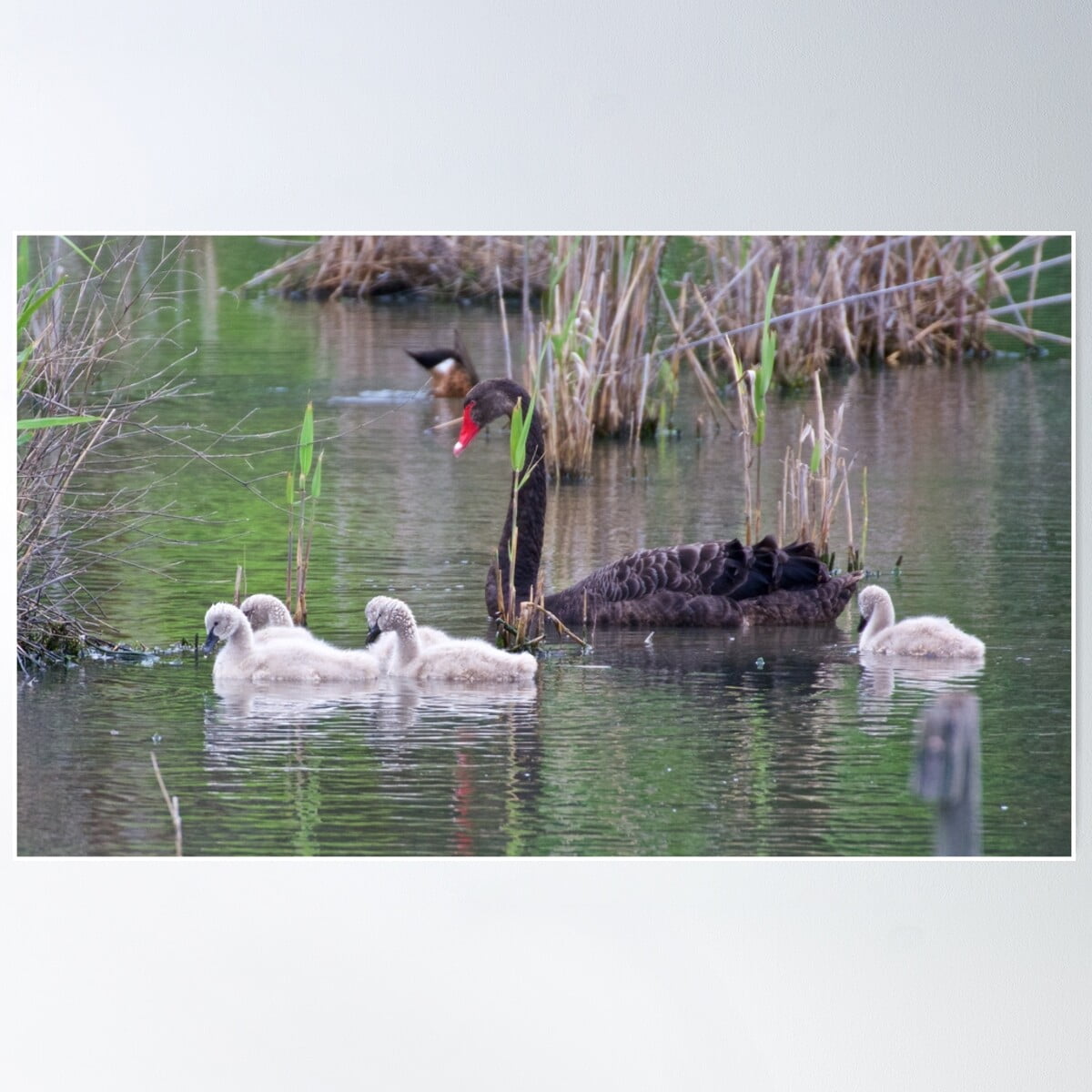 Waterfowl ~ Black Swan Vpxqx82E By David Irwin Poster Wall Art, Modern ...