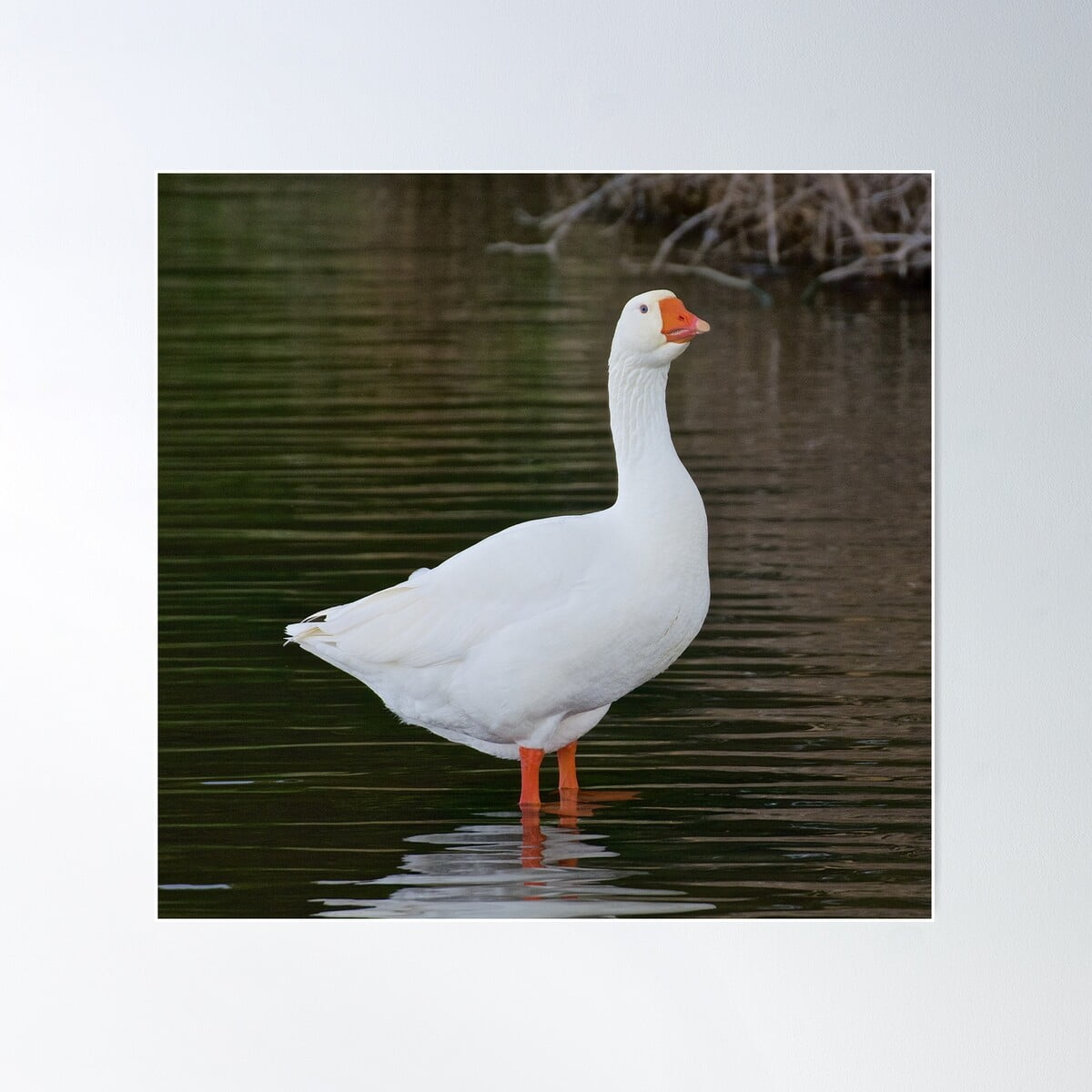 Waterfowl ~ Embden Goose Q4Wjcuu6 By David Irwin Poster Wall Art ...