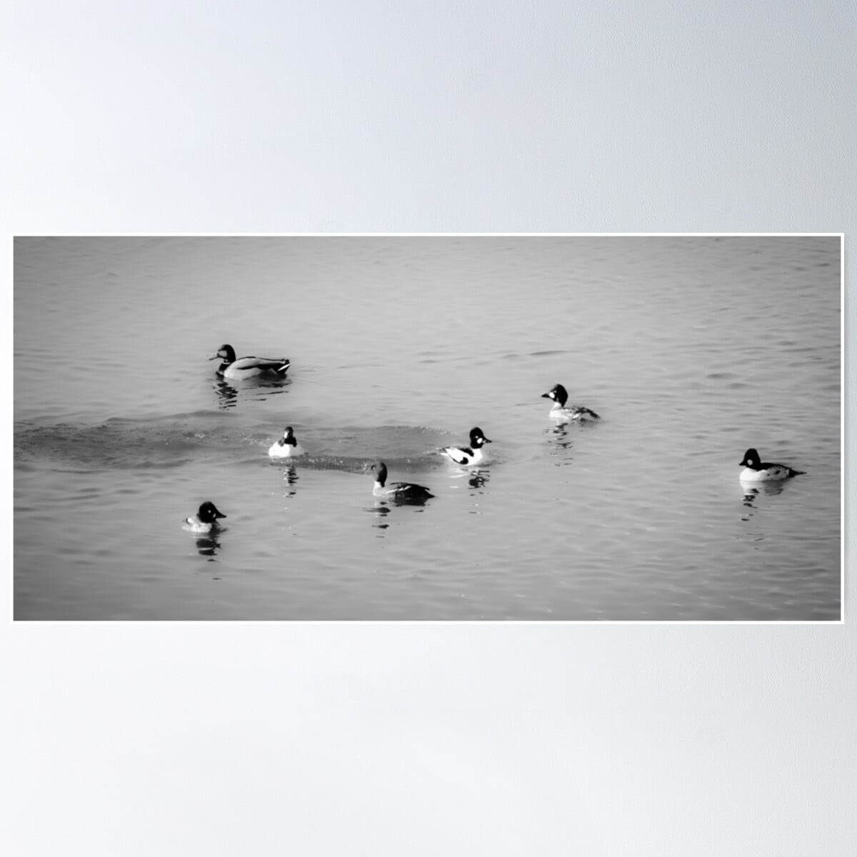 Waterfowl In Black And White. Poster Wall Art, Modern Wall Decor For ...