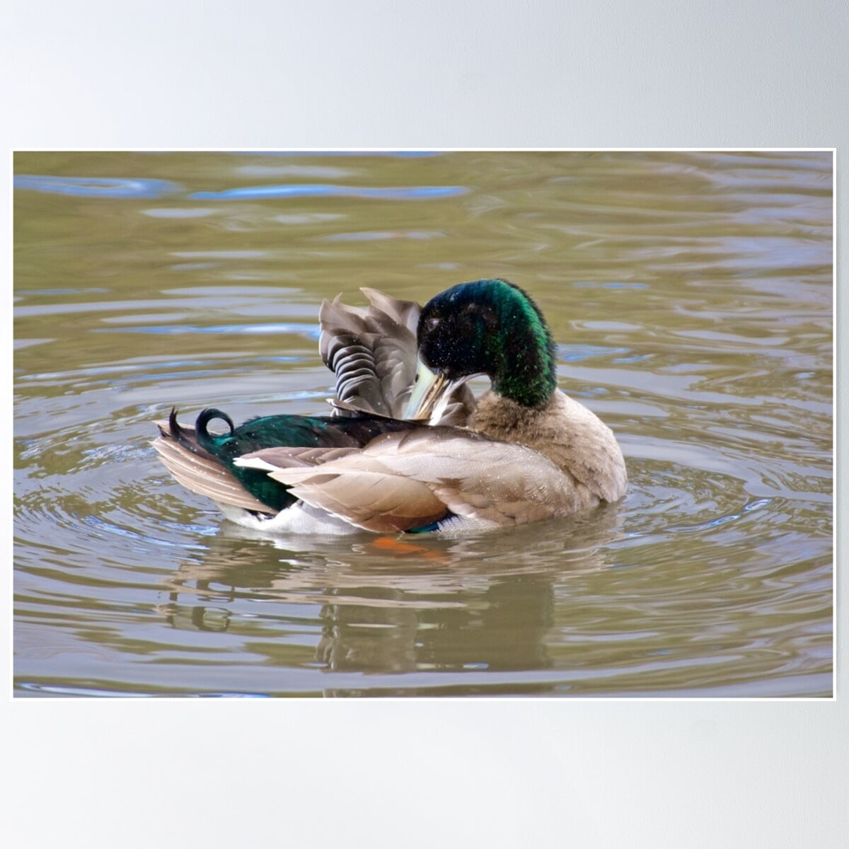 Waterfowl ~ Mallard Asravtce By David Irwin Poster Wall Art, Modern ...