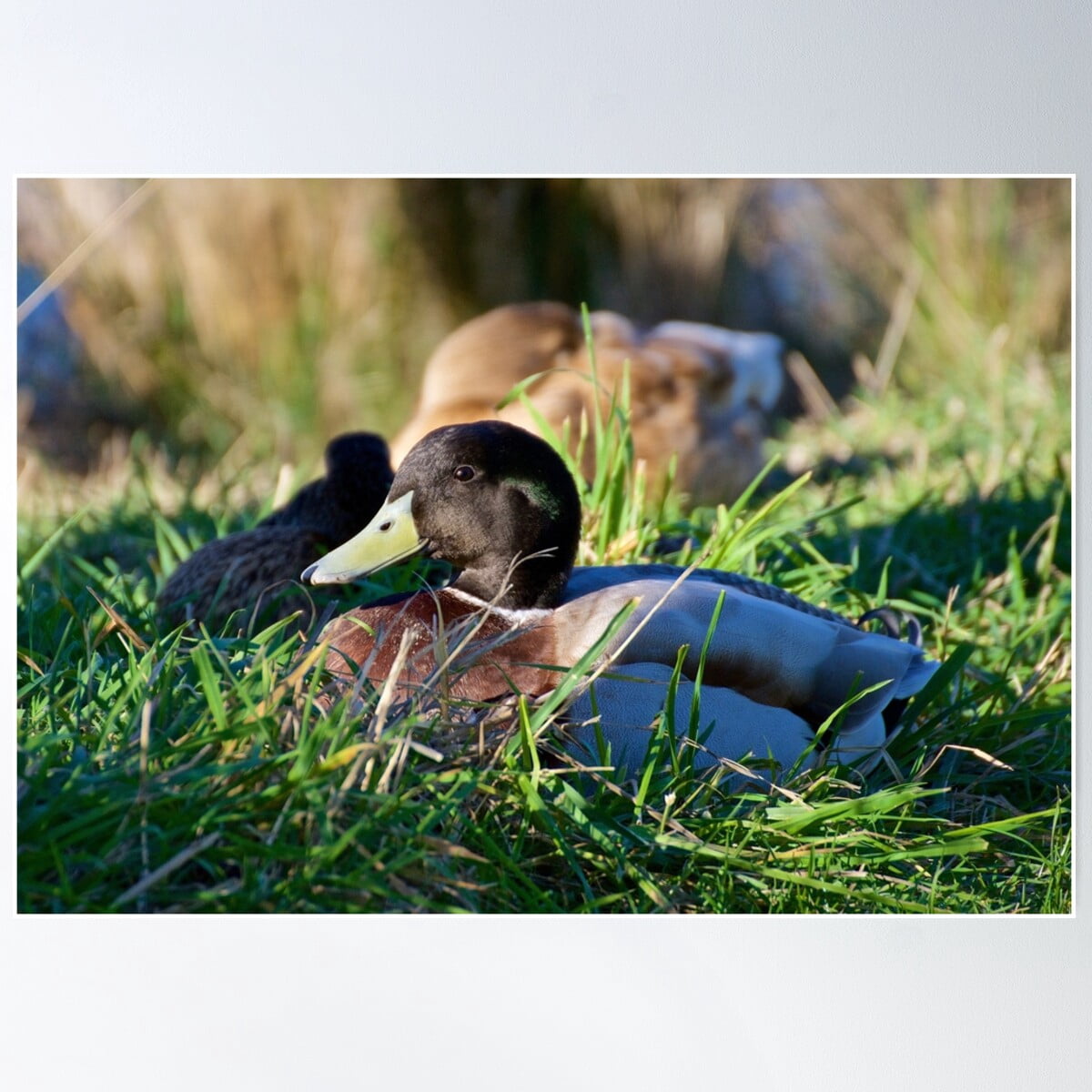 Waterfowl ~ Mallard Mtql5C4E By David Irwin Poster Wall Art, Modern ...