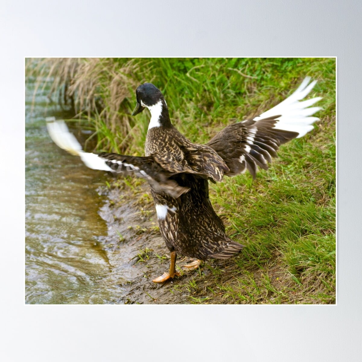 Waterfowl ~ Mallard Vnra7Zla By David Irwin Poster Wall Art, Modern ...