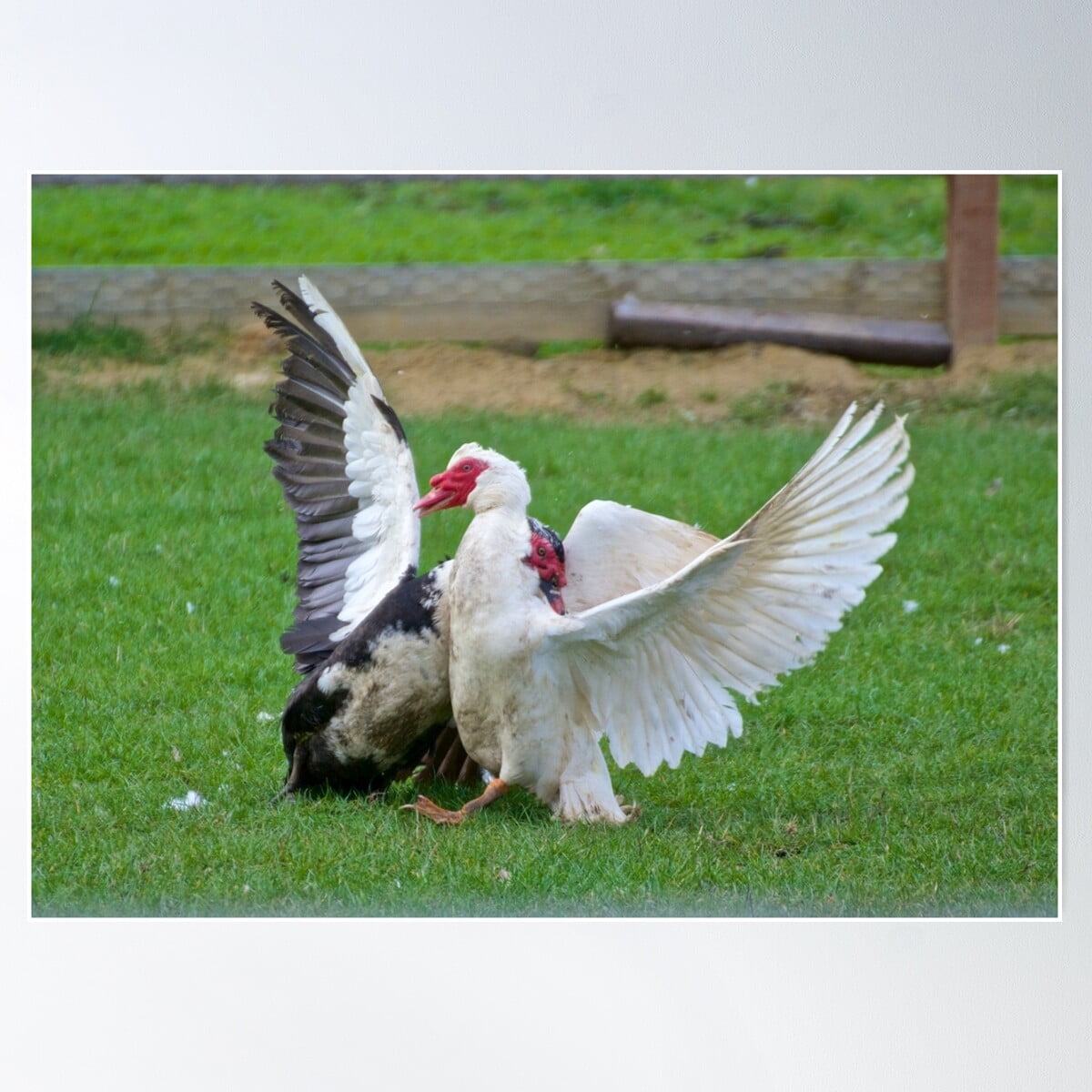 Waterfowl ~ Muscovy Duck Wmgvepue By David Irwin Poster Wall Art ...
