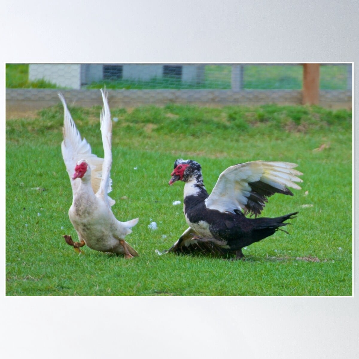 Waterfowl ~ Muscovy Duck Xl48Ekcg By David Irwin Poster Wall Art ...