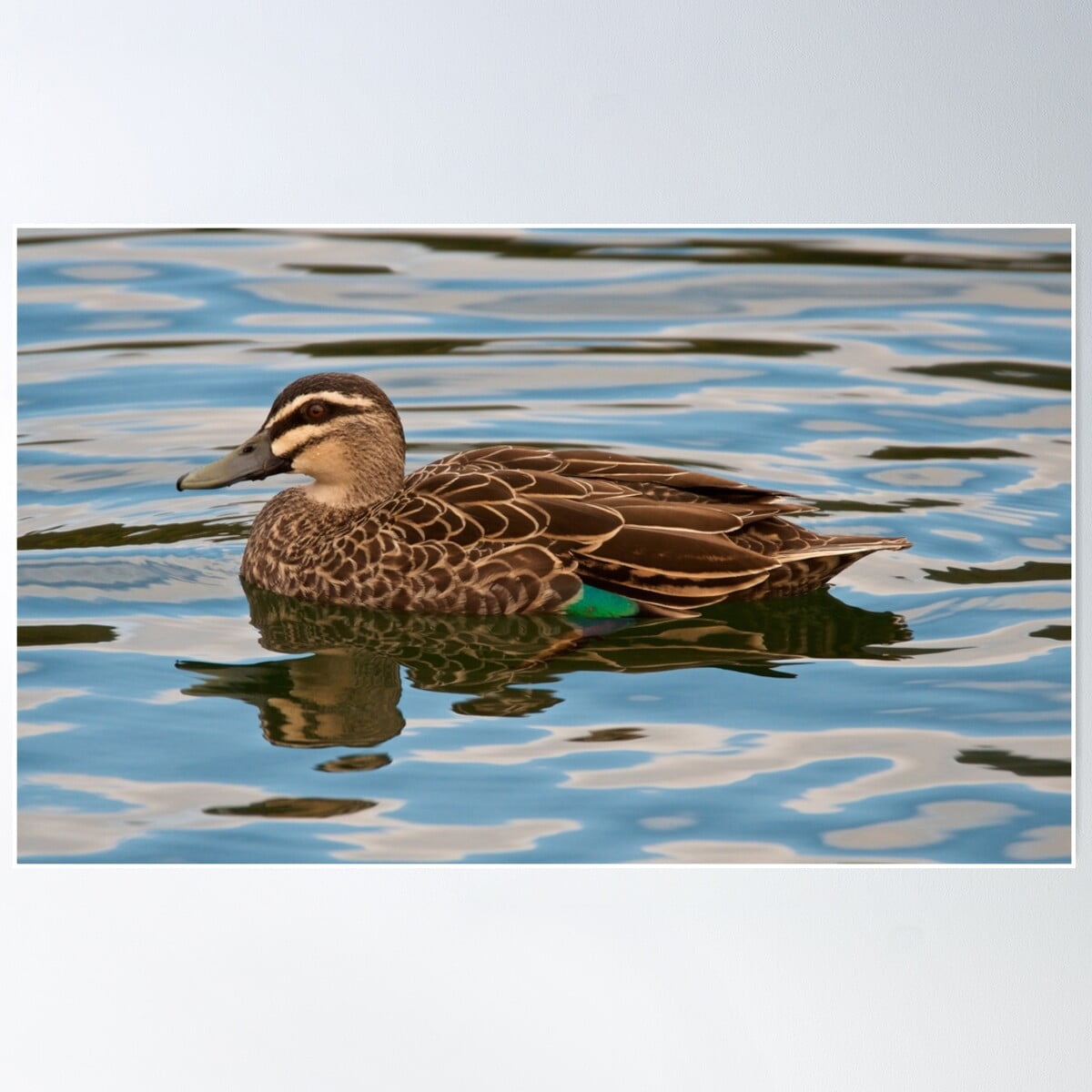 Waterfowl ~ Pacific Black Duck Nz62Y935 By David Irwin Poster Wall Art ...