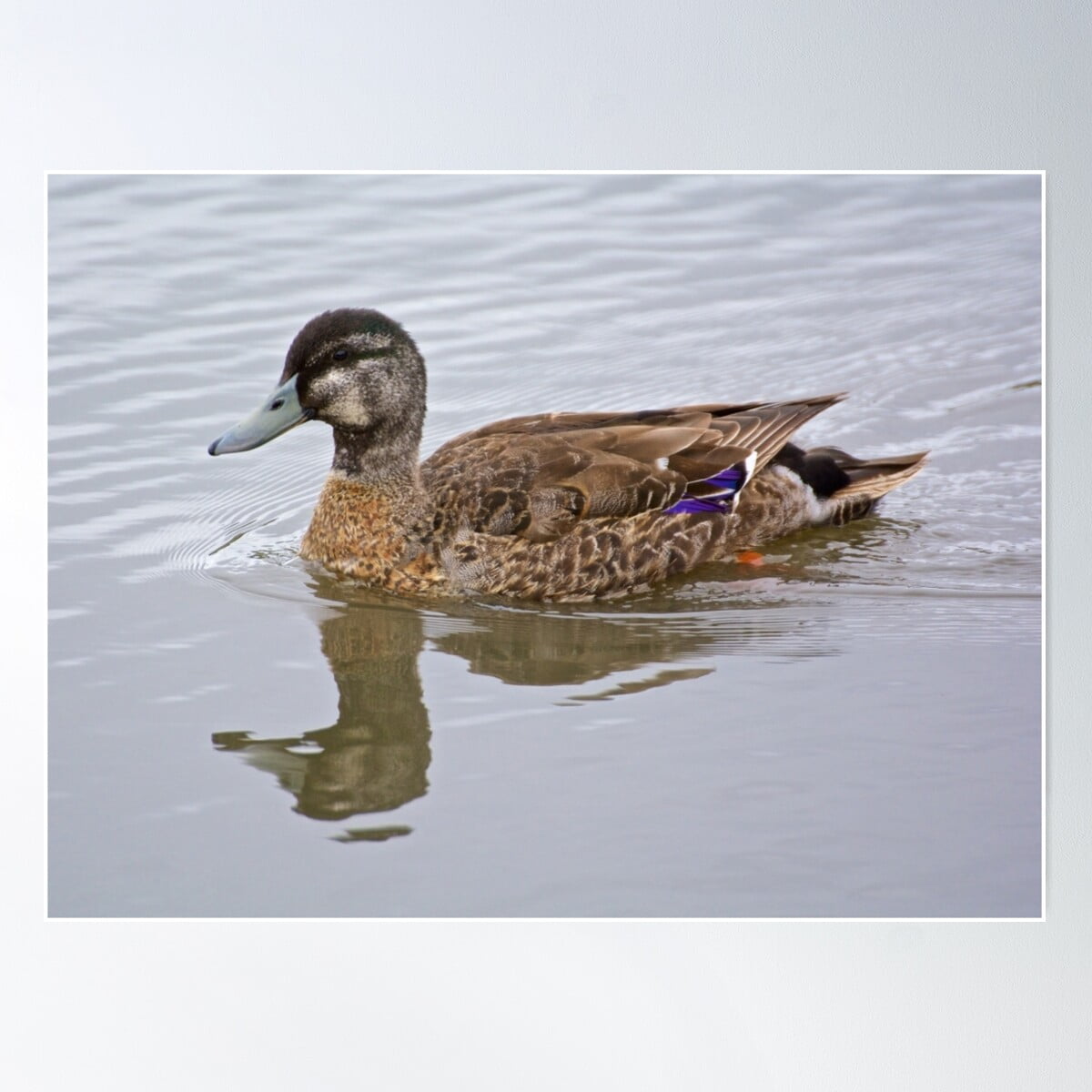 Waterfowl ~ Pacific Black Duck Tckvmad9 By David Irwin Poster Wall Art ...