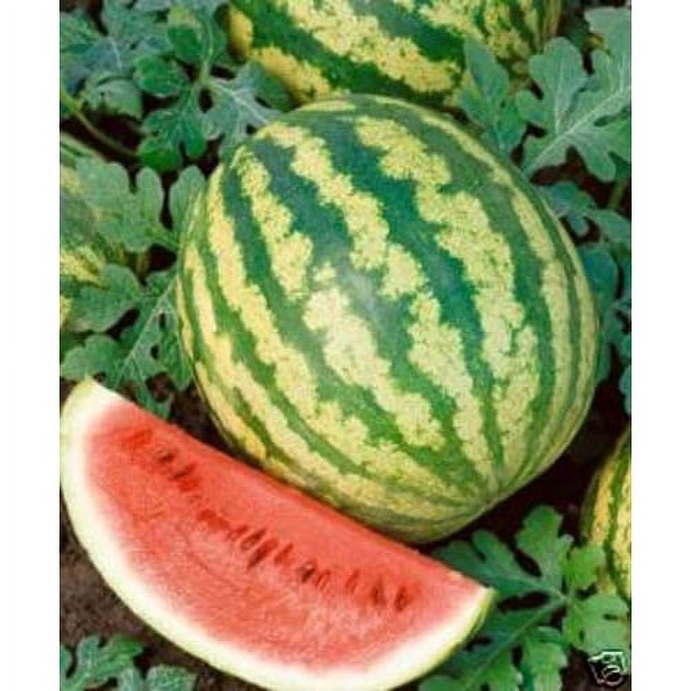 Watermelon Crimson Sweet Great Heirloom Garden Vegetable BULK 1,000 ...
