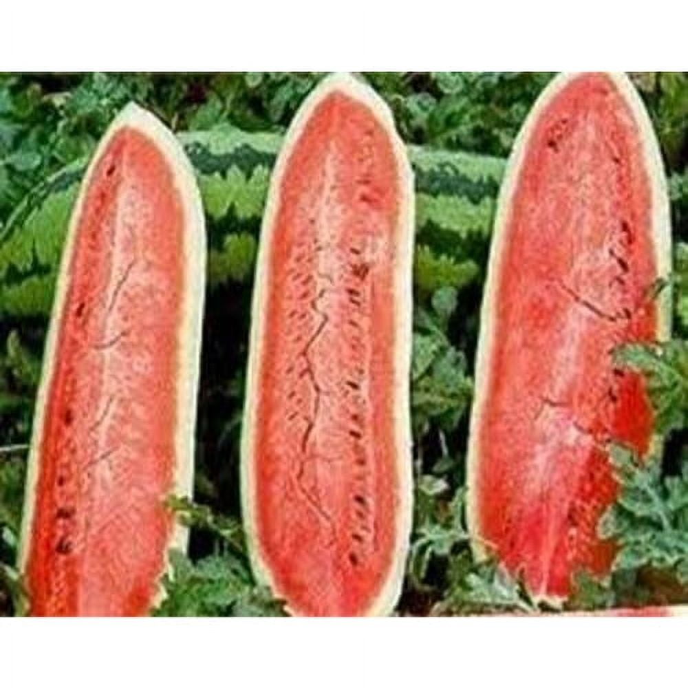 Watermelon Jubilee Great Heirloom Garden Vegetable By Seed Kingdom 400 ...